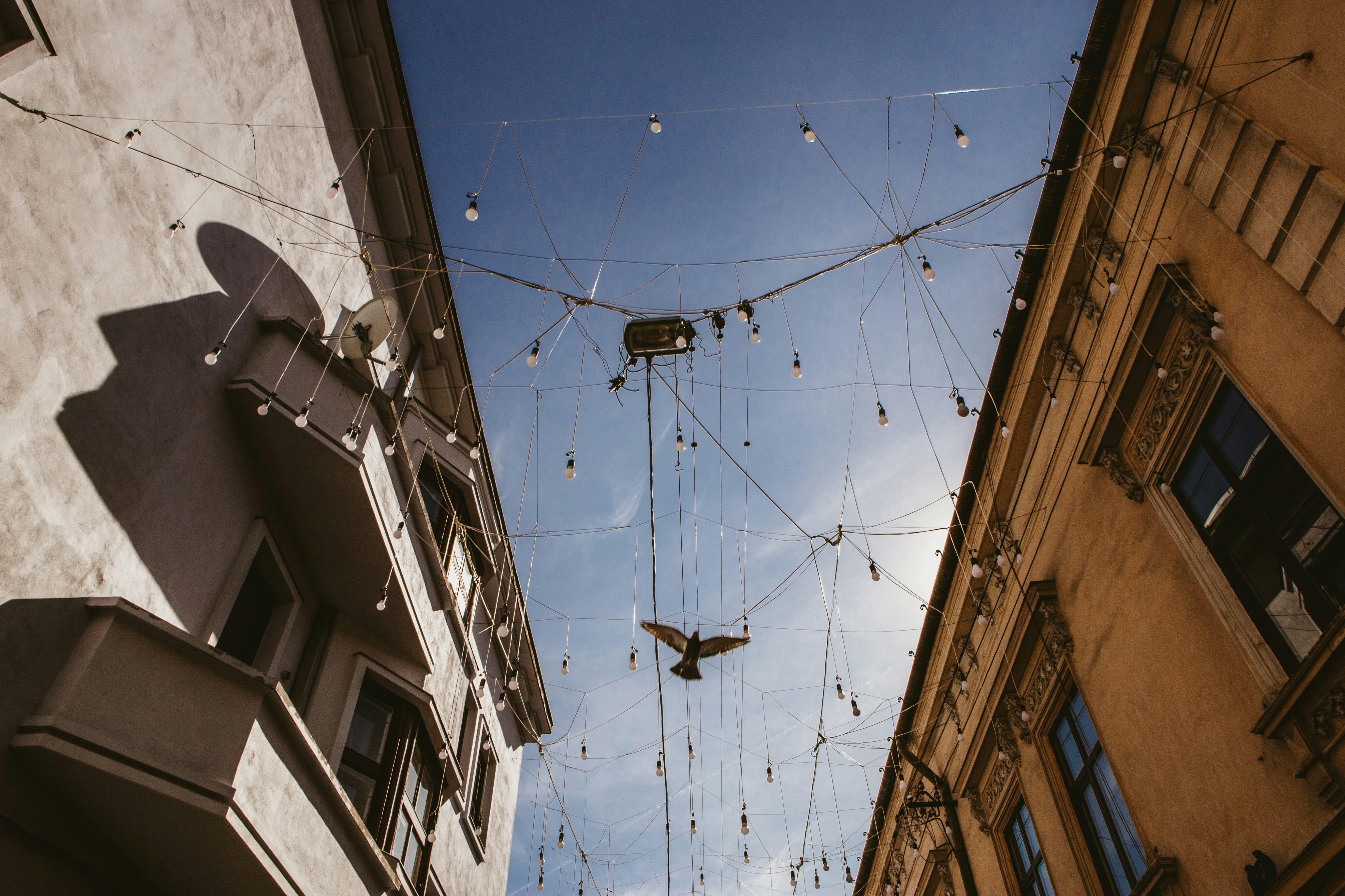 Bird soaring between two ornate buildings under a web of string lights against a clear blue sky.