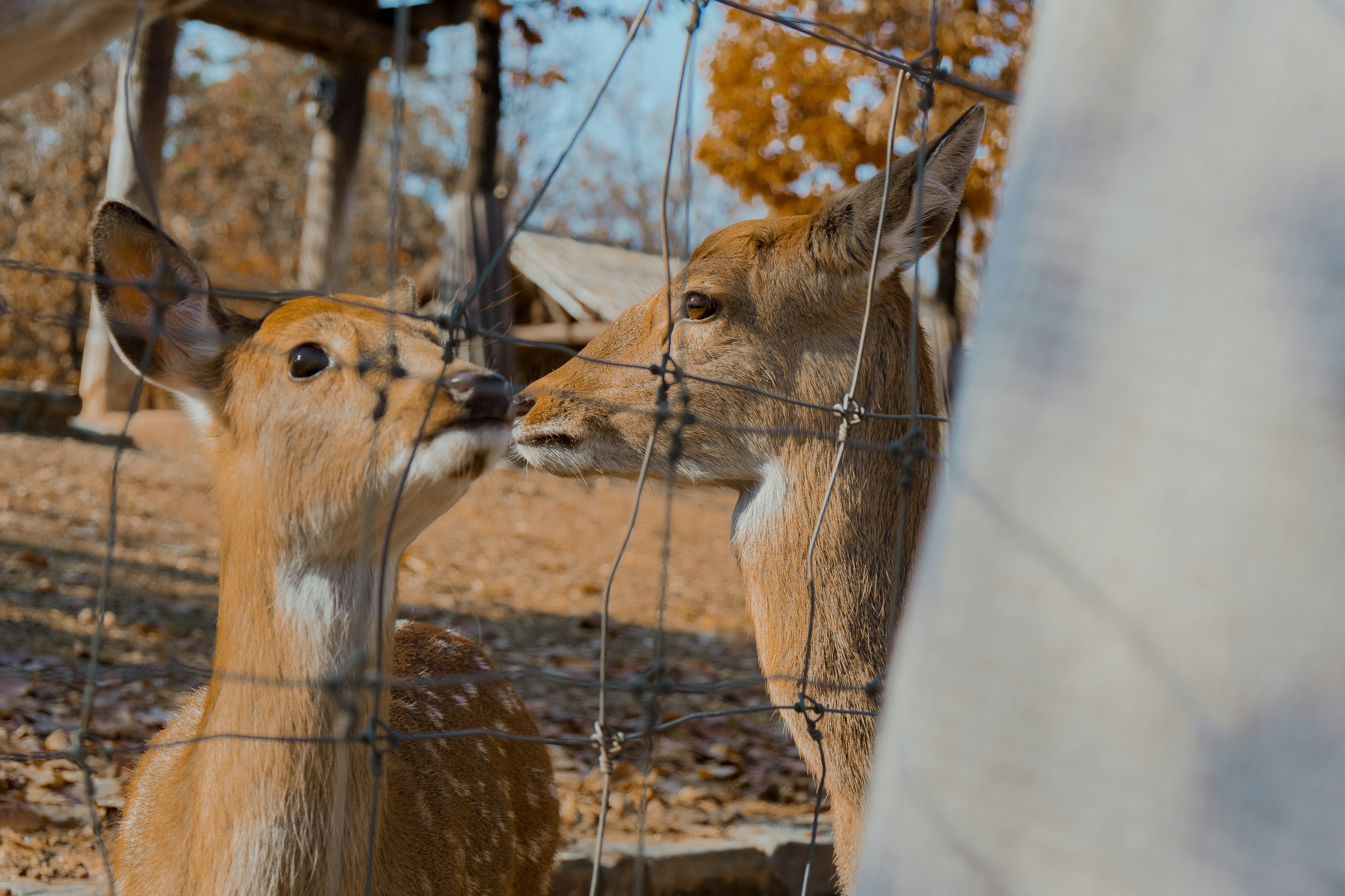 Autumn Nose-to-Nose: Deer Duo Beyond the Wire Fence