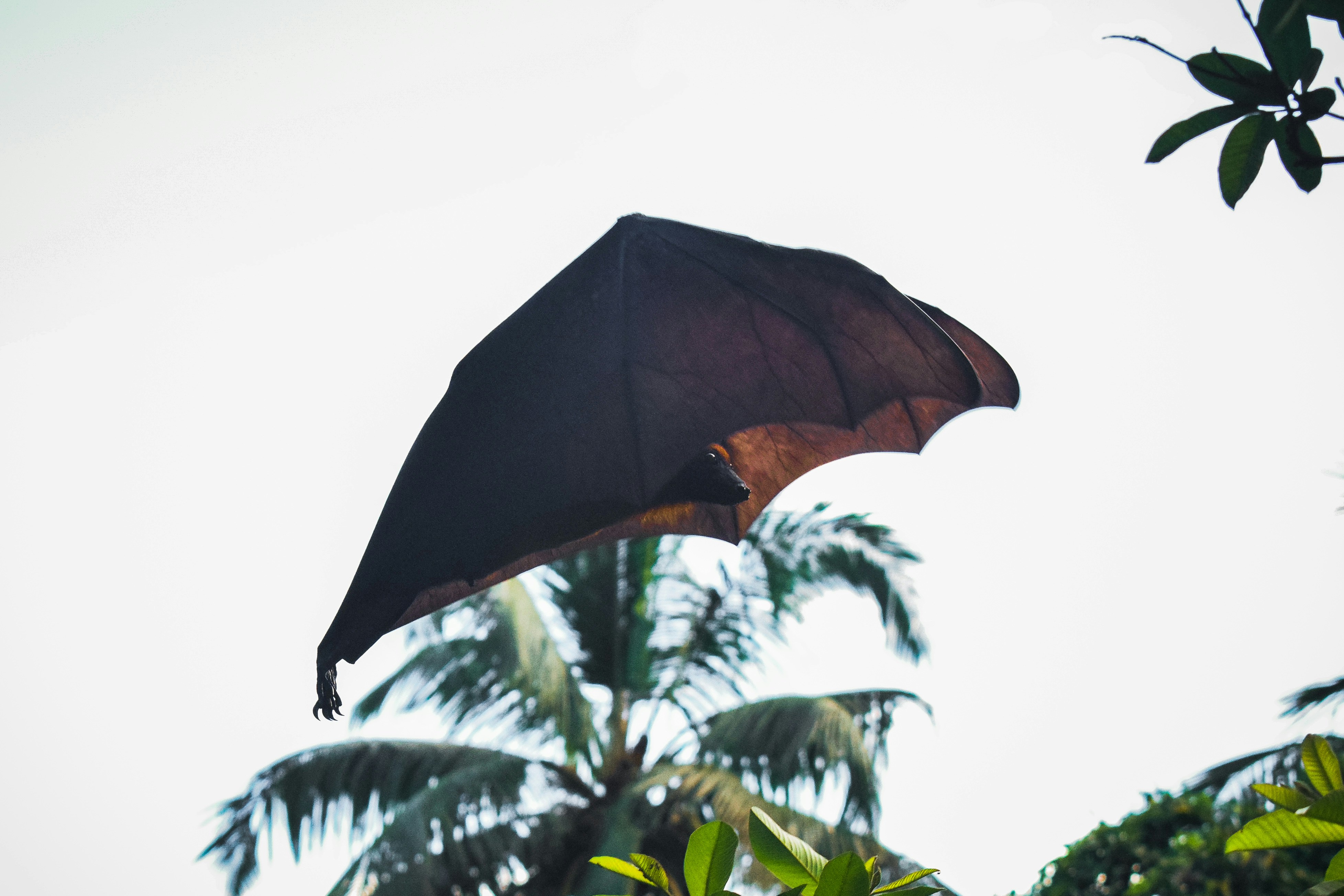 Parasol in the Sky: Dark Silhouette Above Tropical Palms