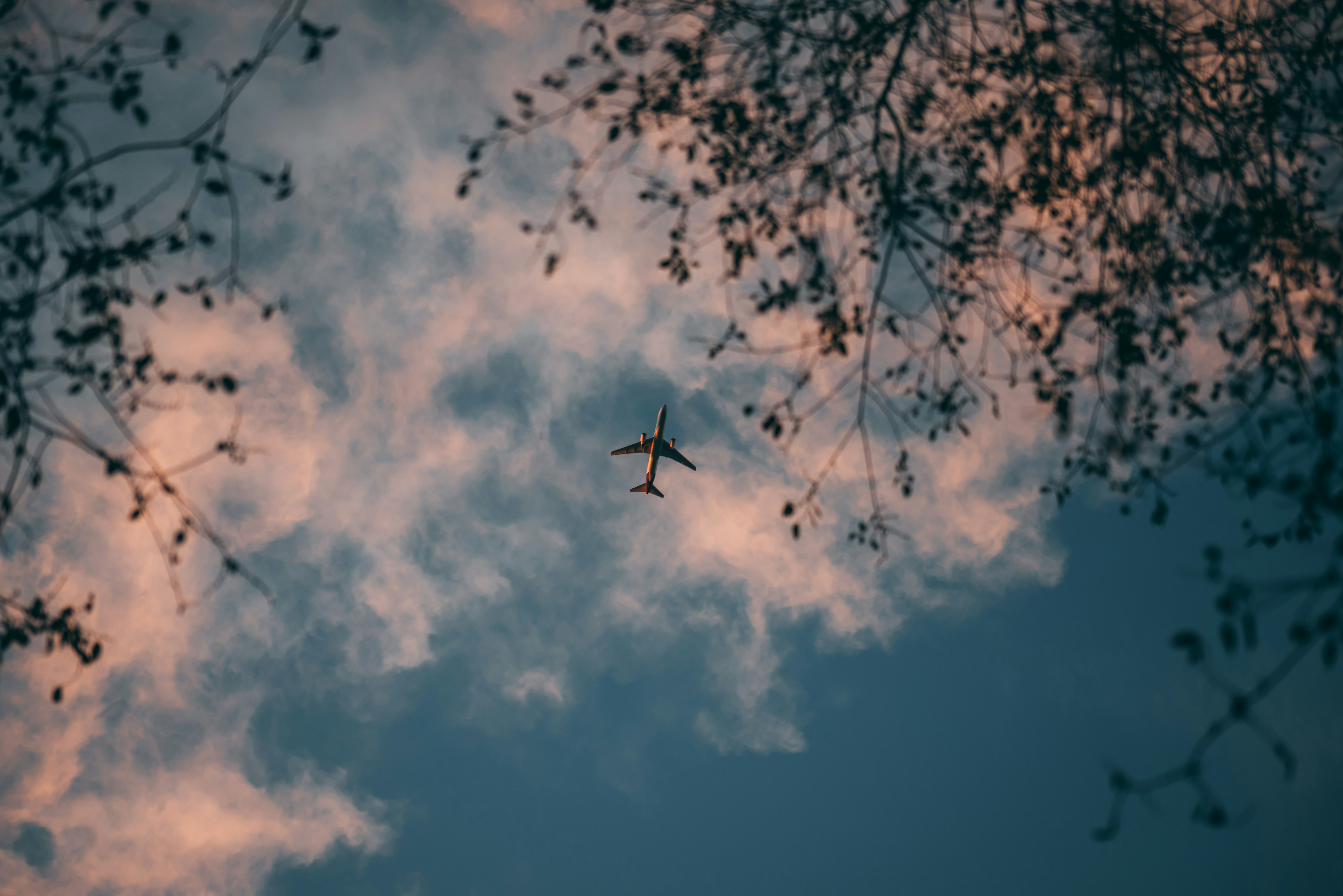 An airplane glides through a sky painted with soft clouds, framed by delicate tree branches below.