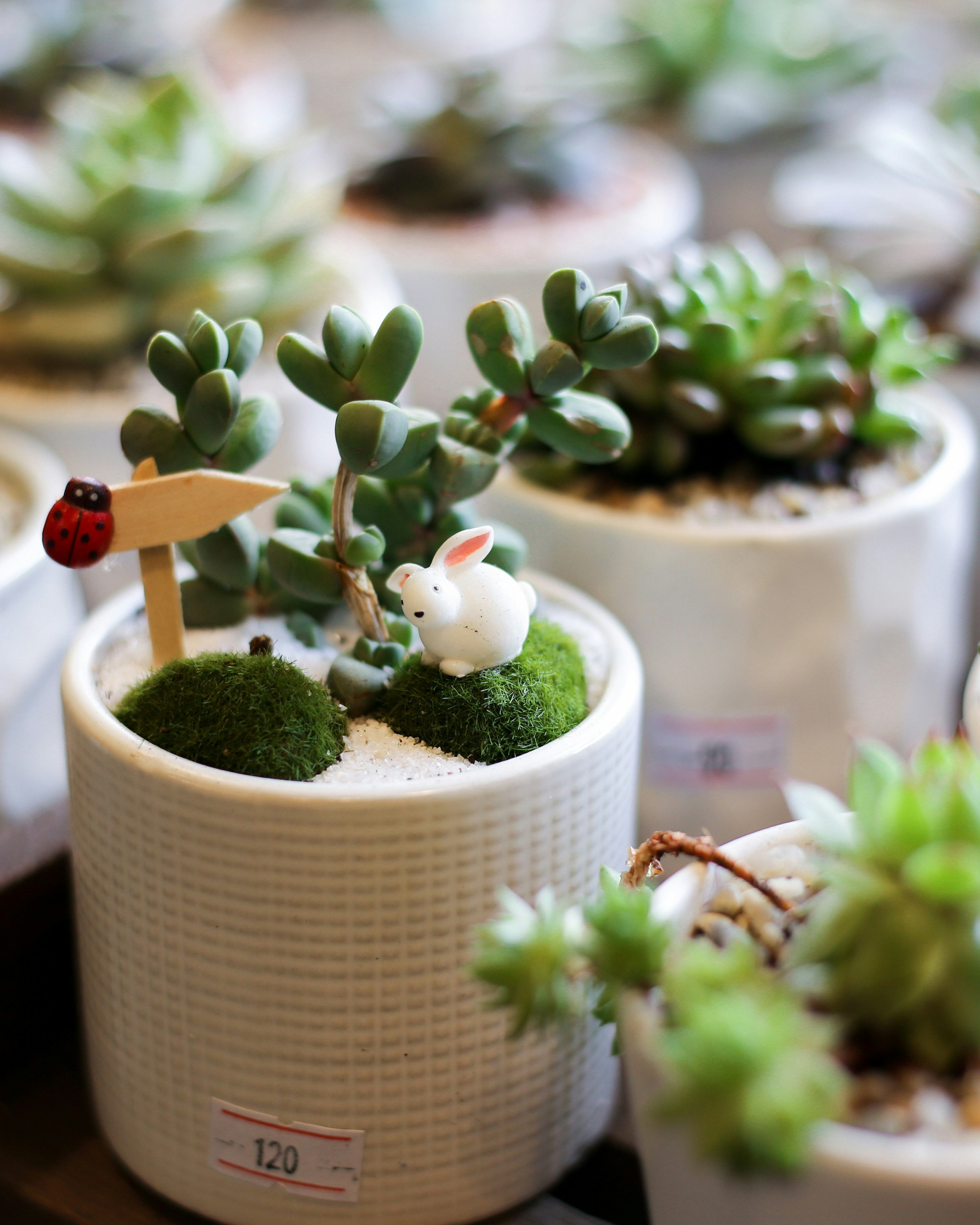Tiny Garden on a Windowsill: A Pair of Plush Moss Mounds with a White Bunny Figurine