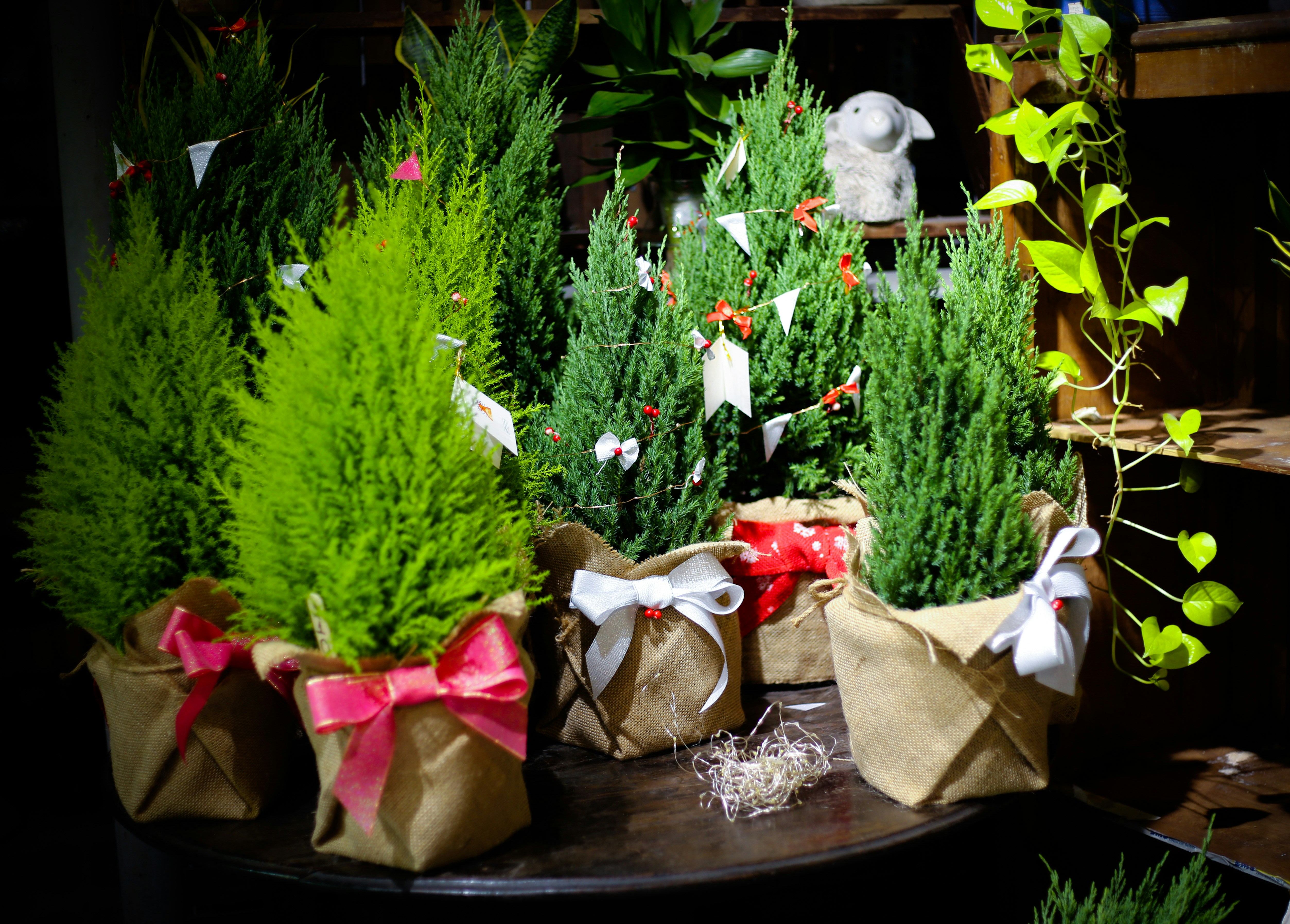 Ribboned Evergreens on Burlap: A Quiet Holiday Still Life