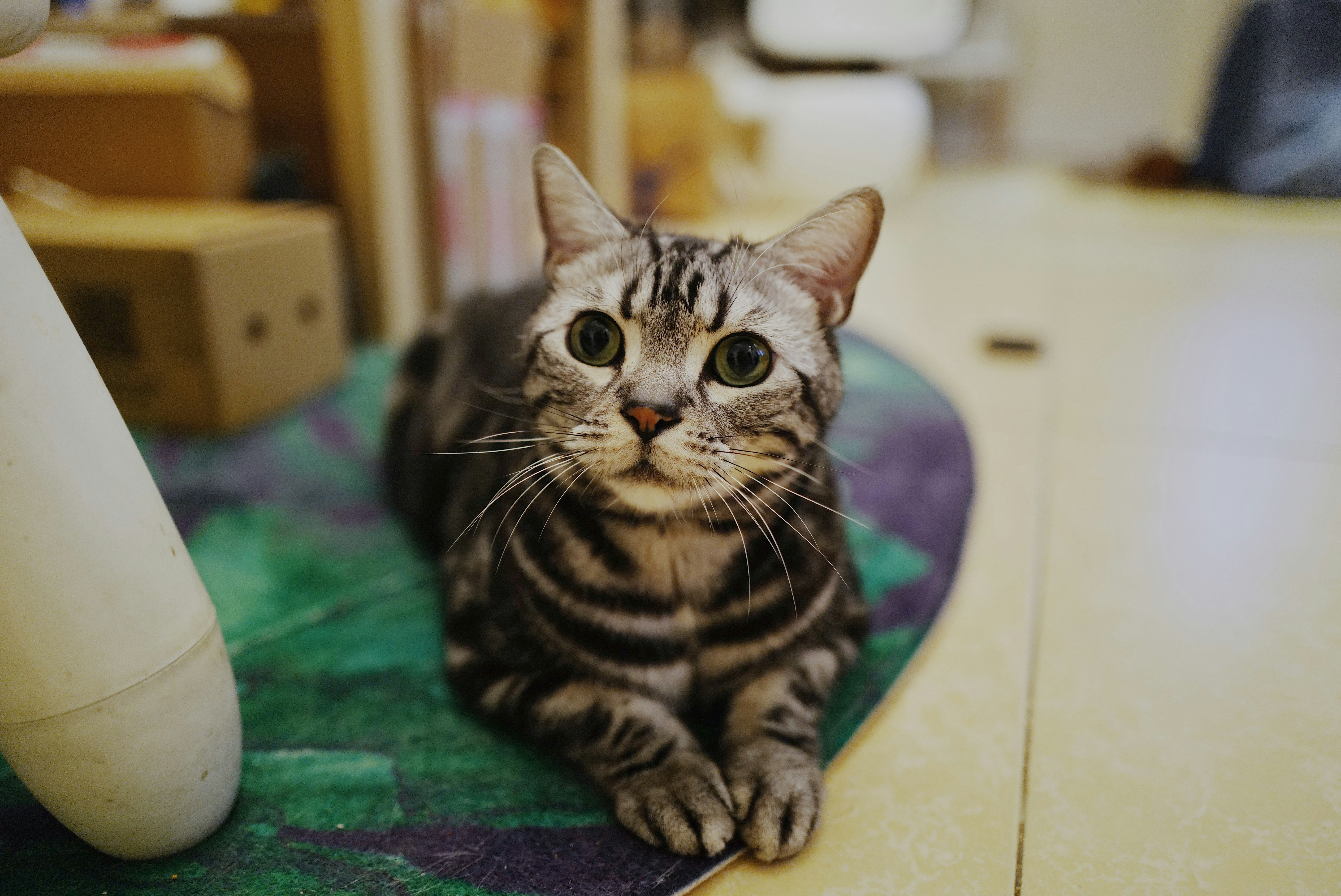 Tabby Gaze on a Green Rug: A Quiet Indoor Moment