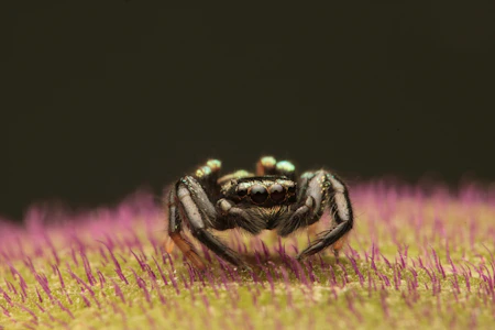 Jumping spider on a leaf