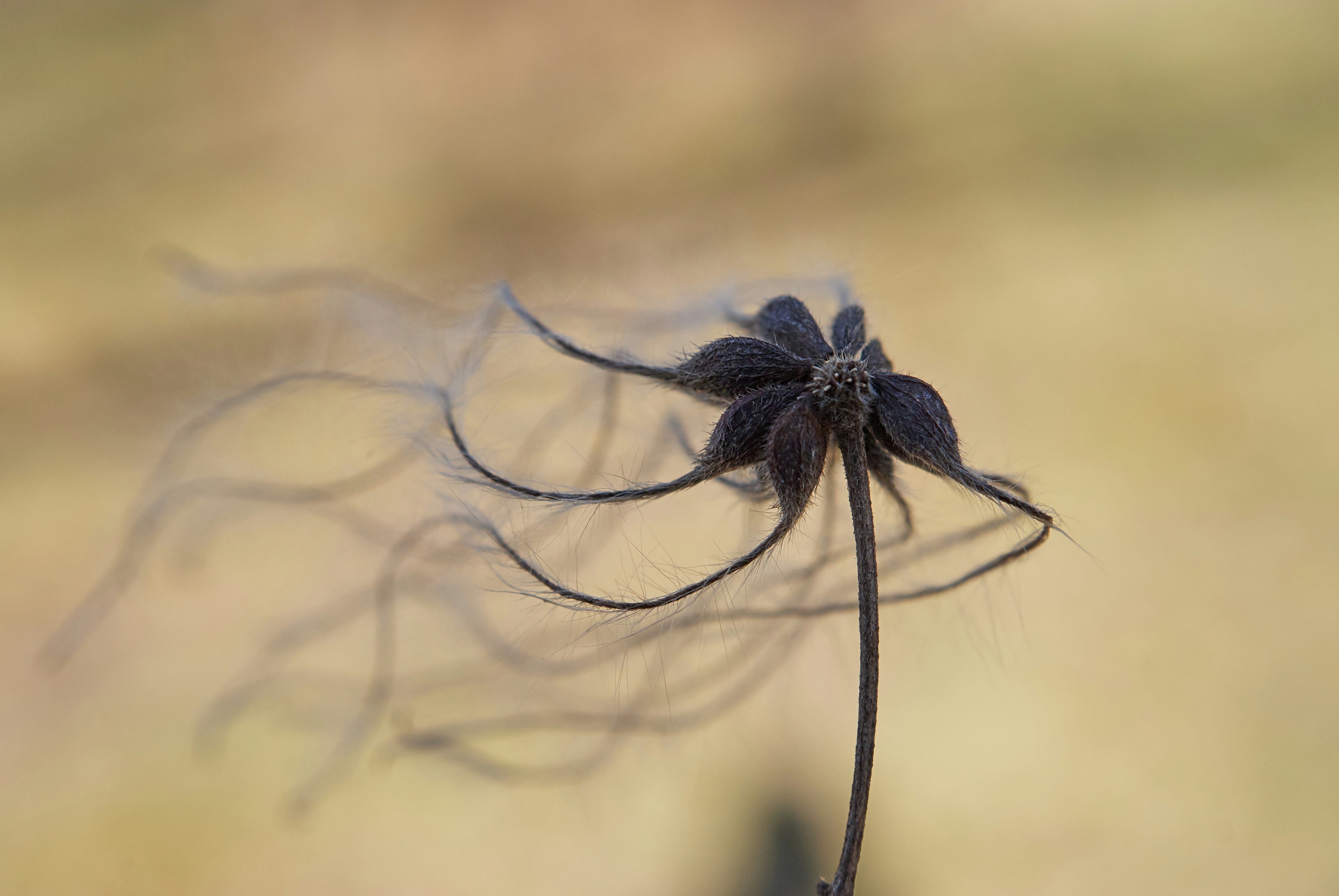 Looks like hair in the wind some clematis seeds  | black petaled flower