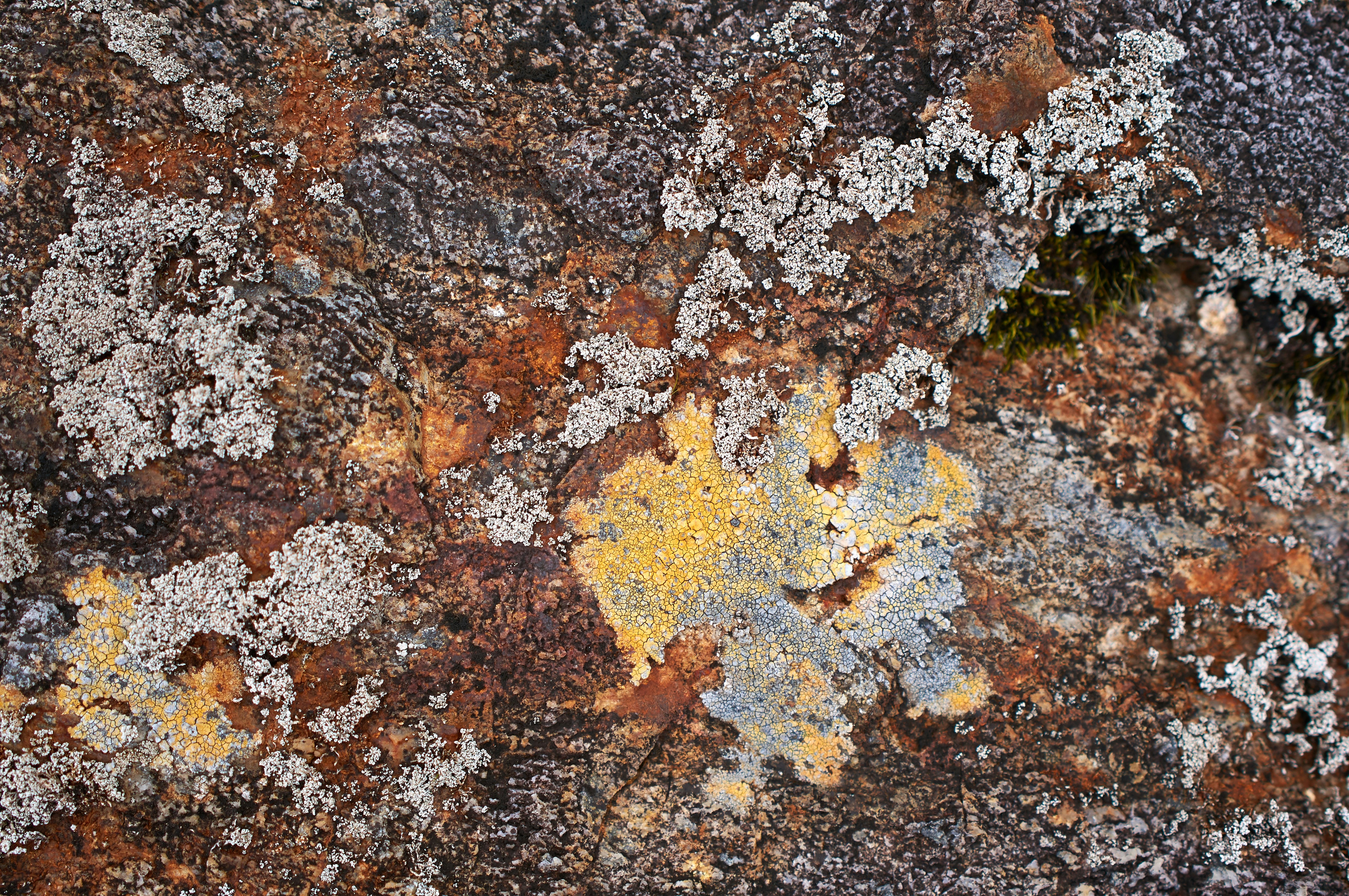 Lichen Pictures | Download Free Images on Unsplash