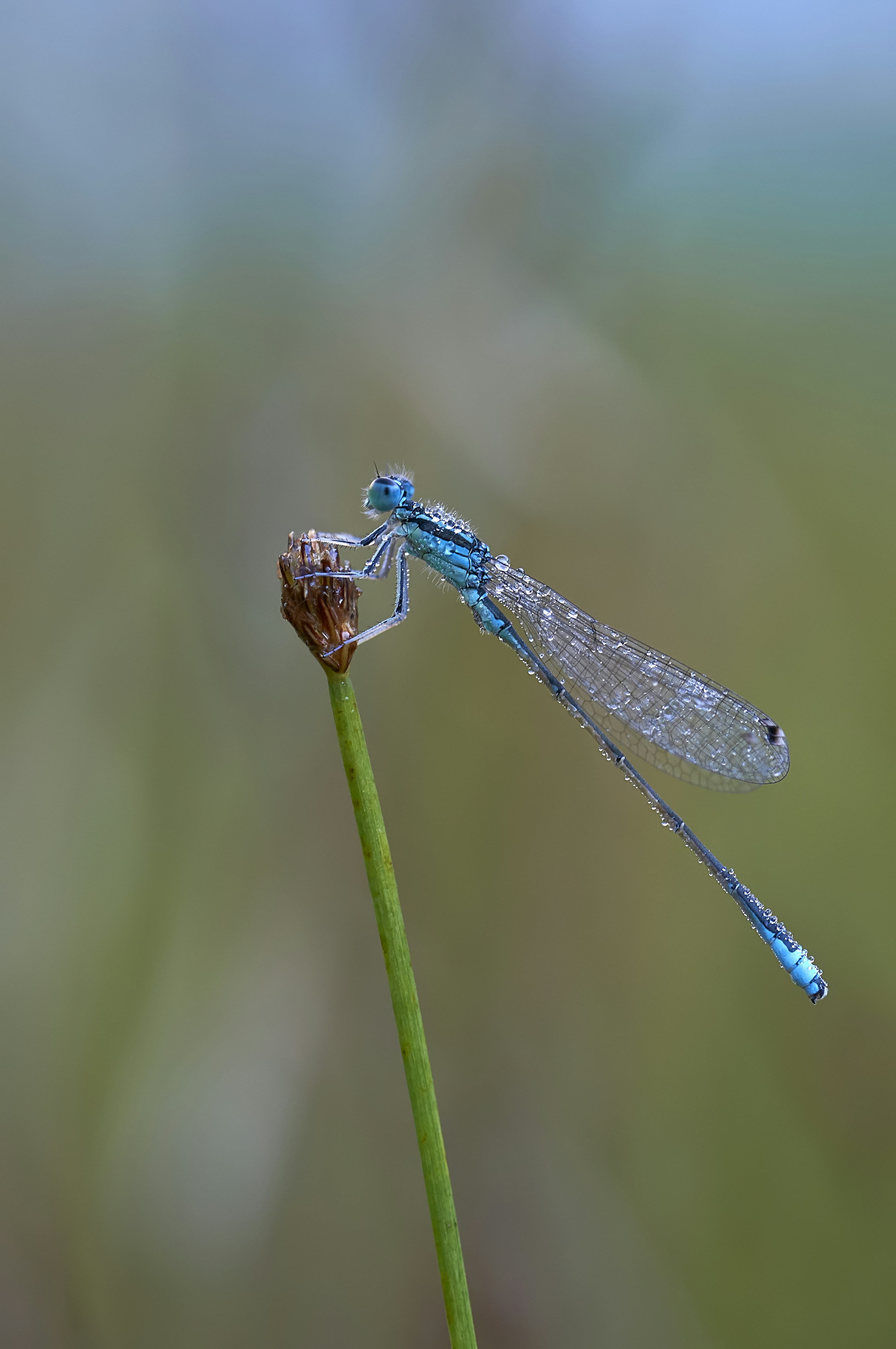 Blue dragonfly perched on a slender stem, adorned with droplets of dew, against a soft, blurred background.