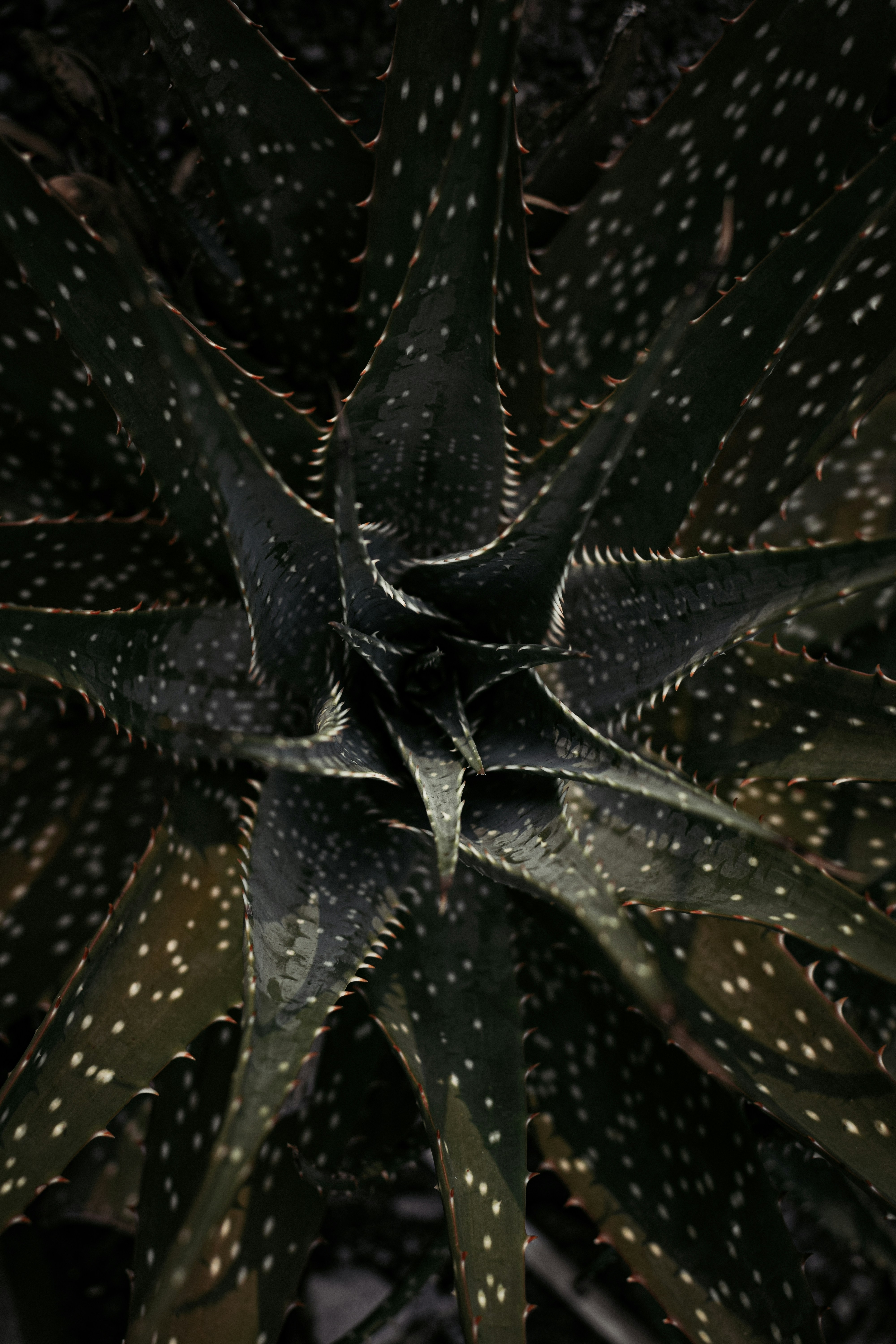 Central Starburst of Spiky Aloe: A Dark, Dappled Symmetry