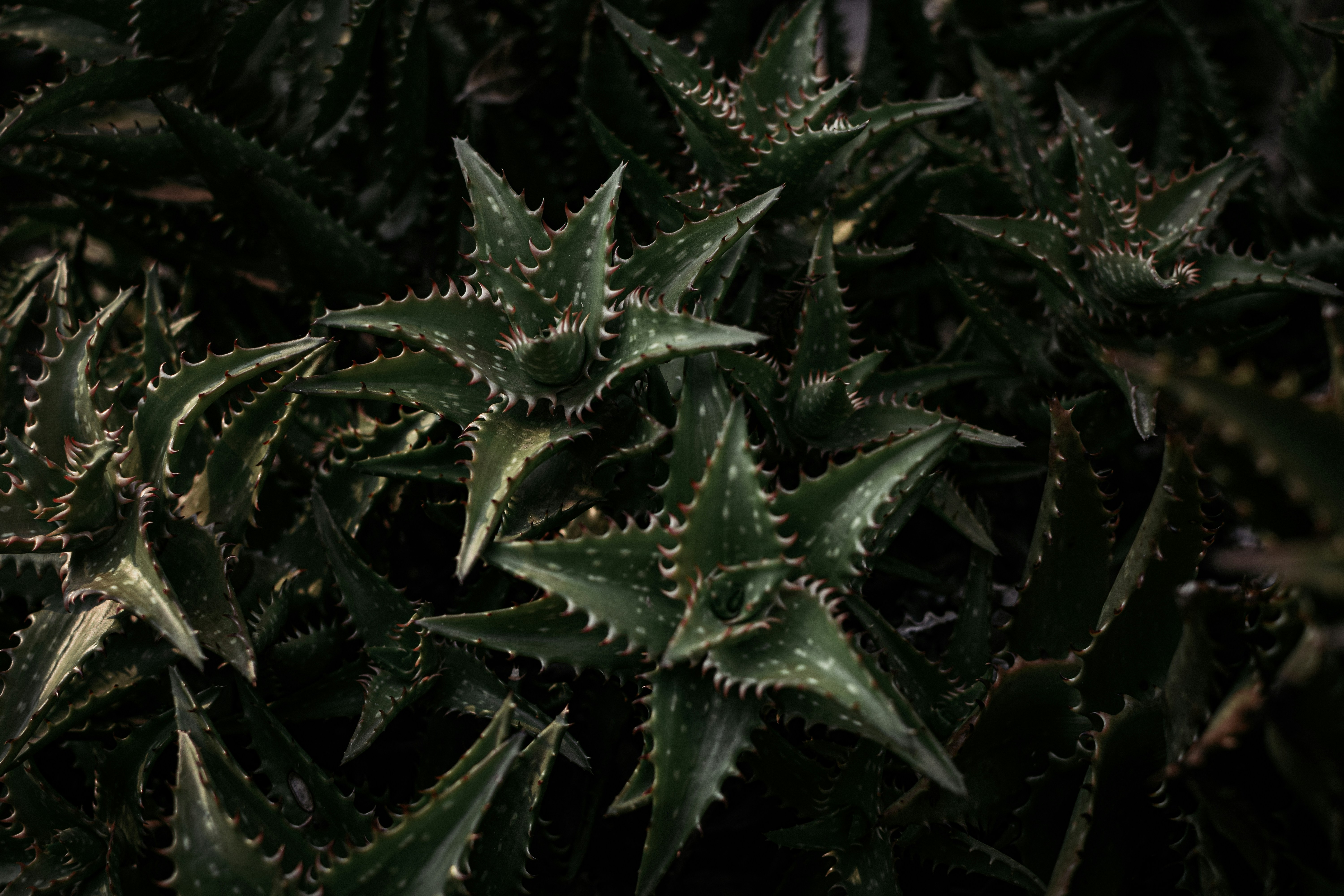 Spiked dark green star like cactus or succulent plants growing in Australia