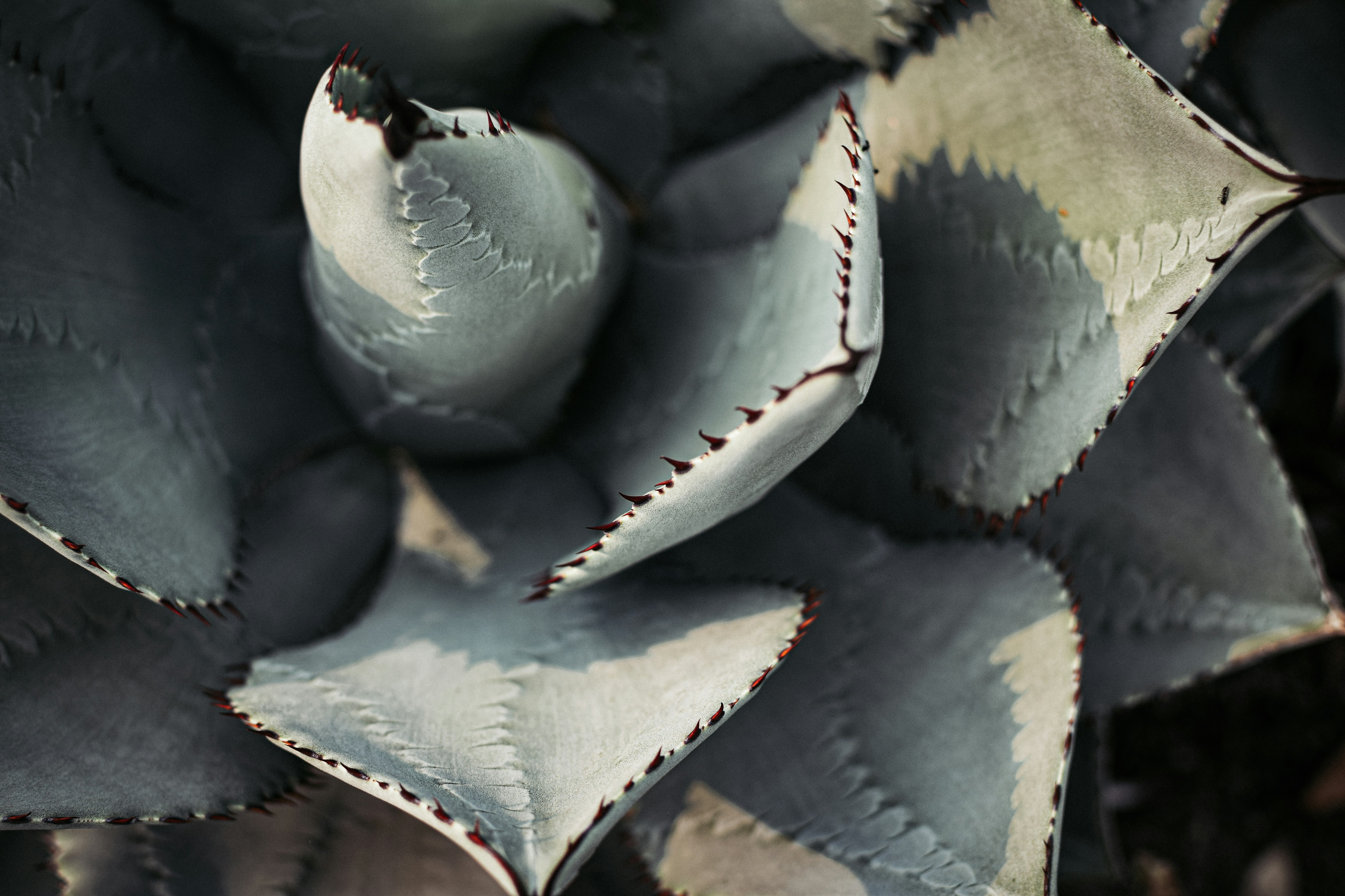 Close-up of agave leaves showcasing their sharp edges and unique textures. The image emphasizes the plant's architectural beauty.