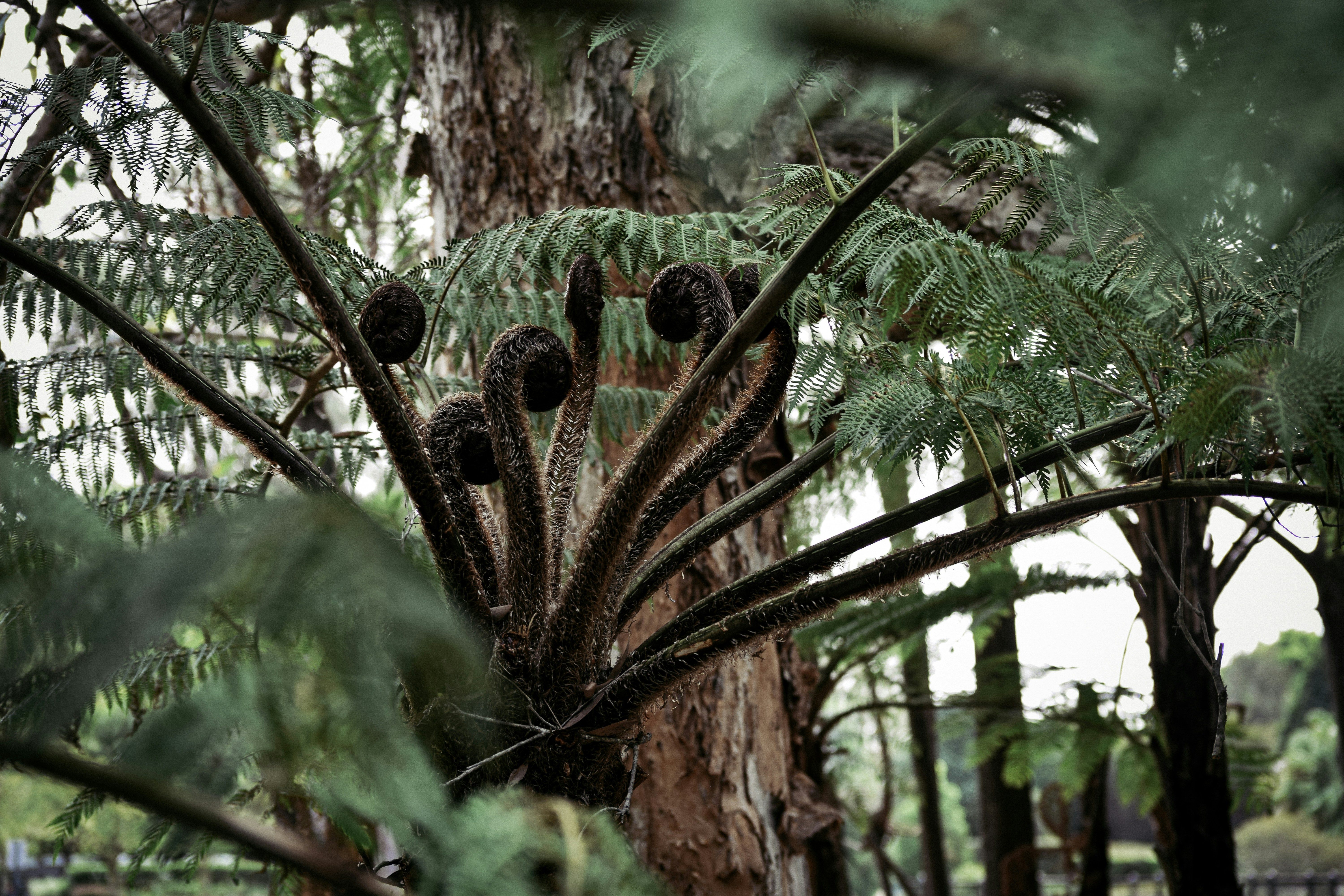 Obsidian Orbs Radiating from a Fern-Laced Trunk