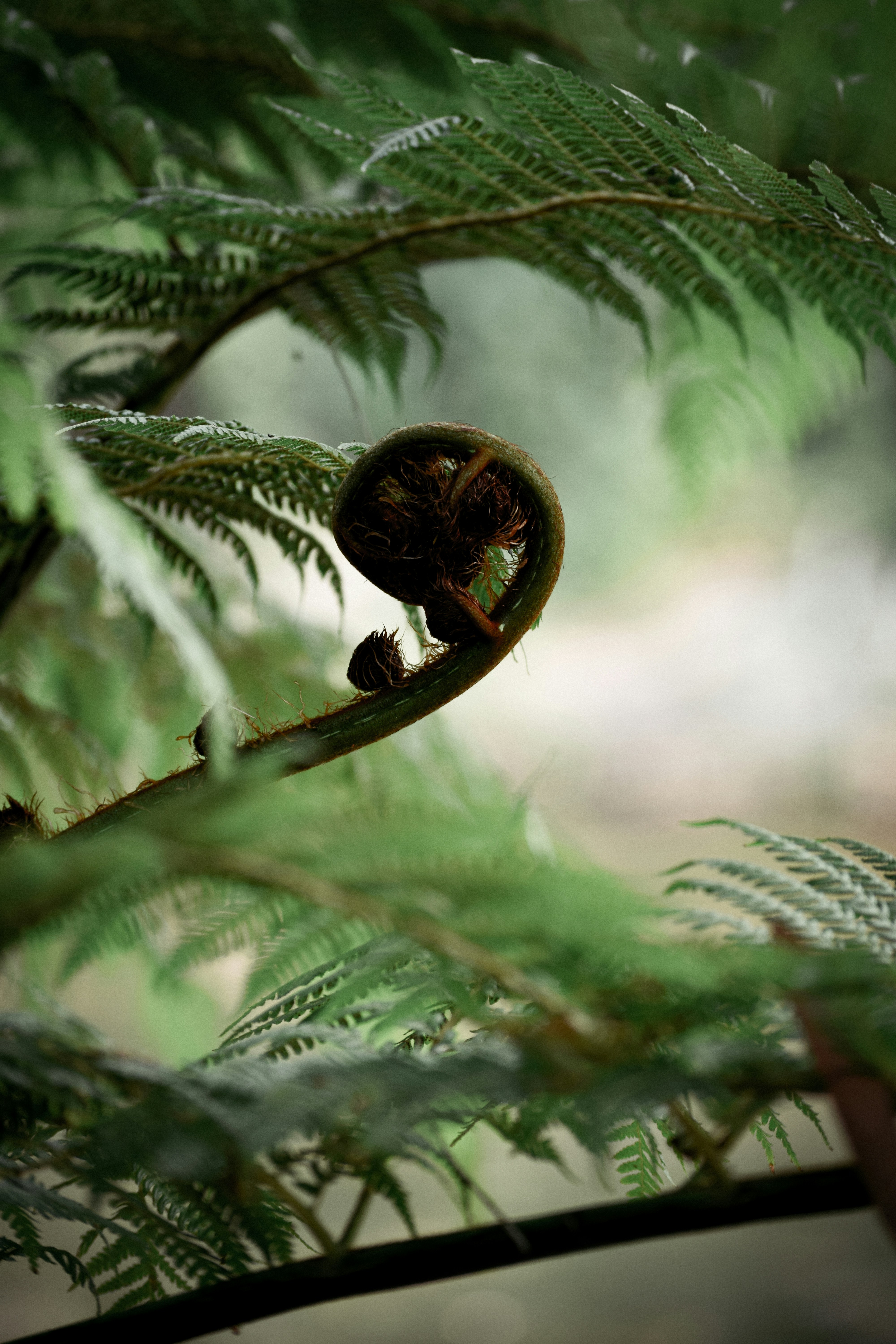 Close up of curled new fern branch growing in botanical gardens