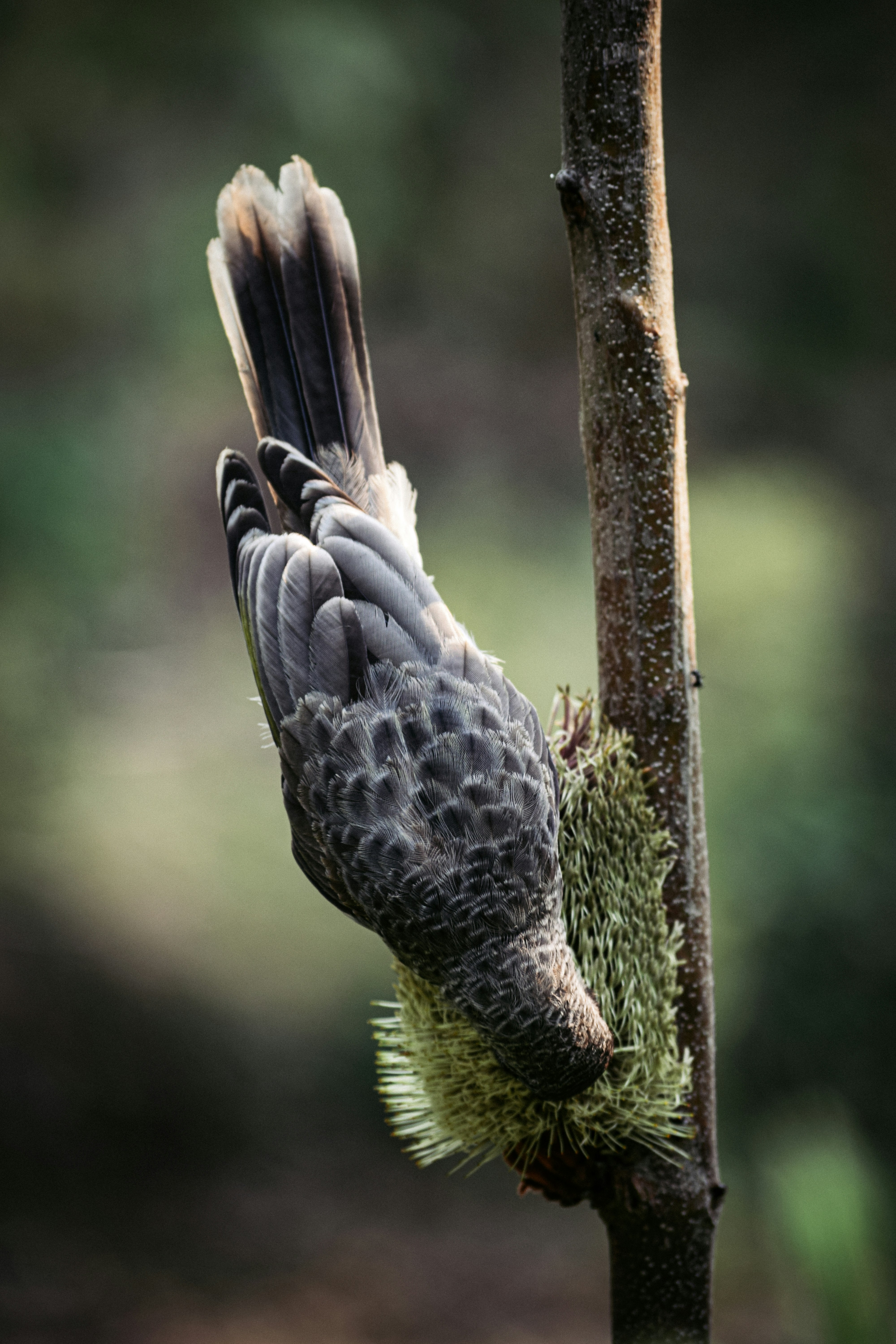 A bird expertly hanging upside down on a branch, foraging among green foliage. The scene highlights the bird's agility and the lush environment.