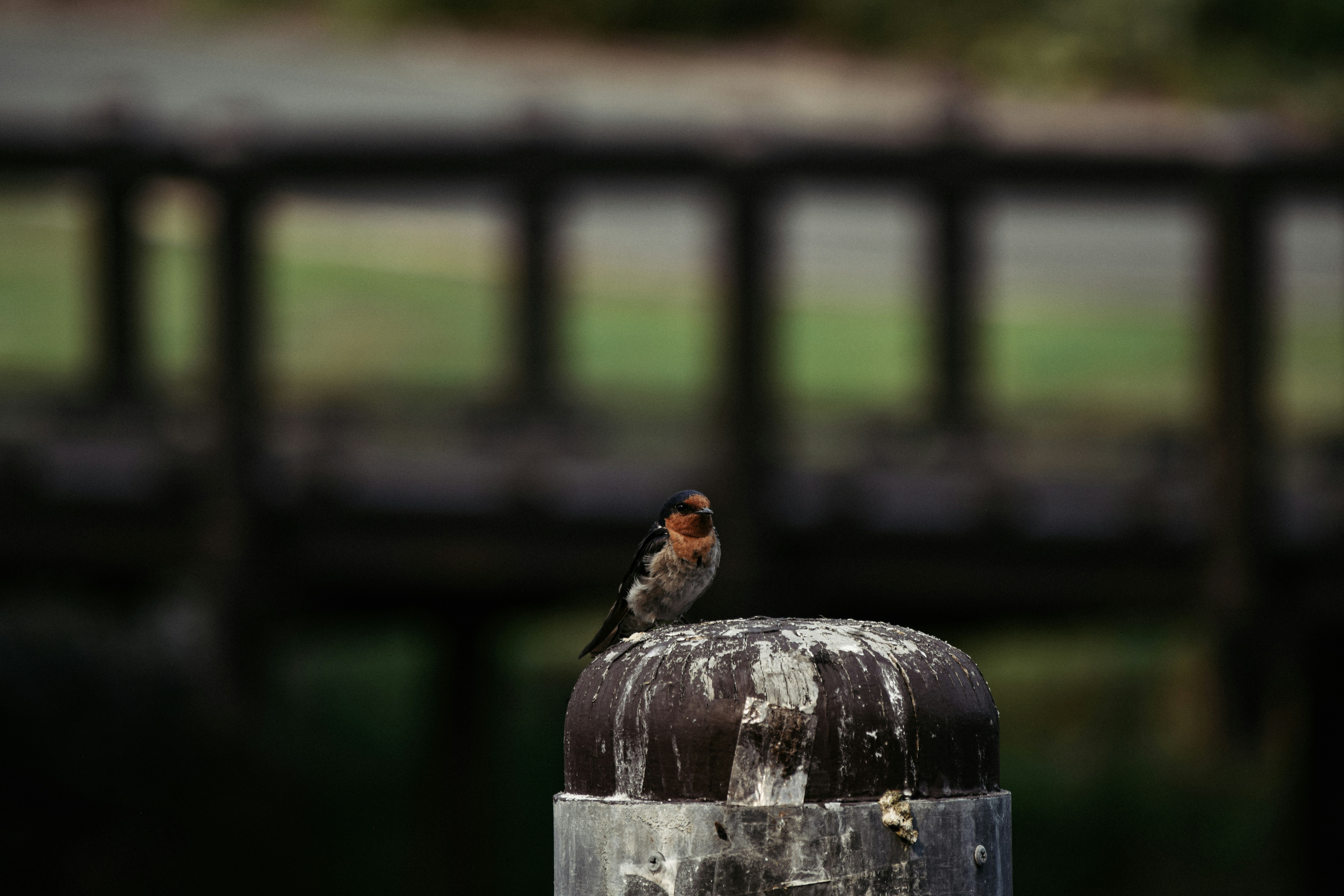 Robin on a Weathered Bollard: Quiet Sentinel by the Riverside Boardwalk