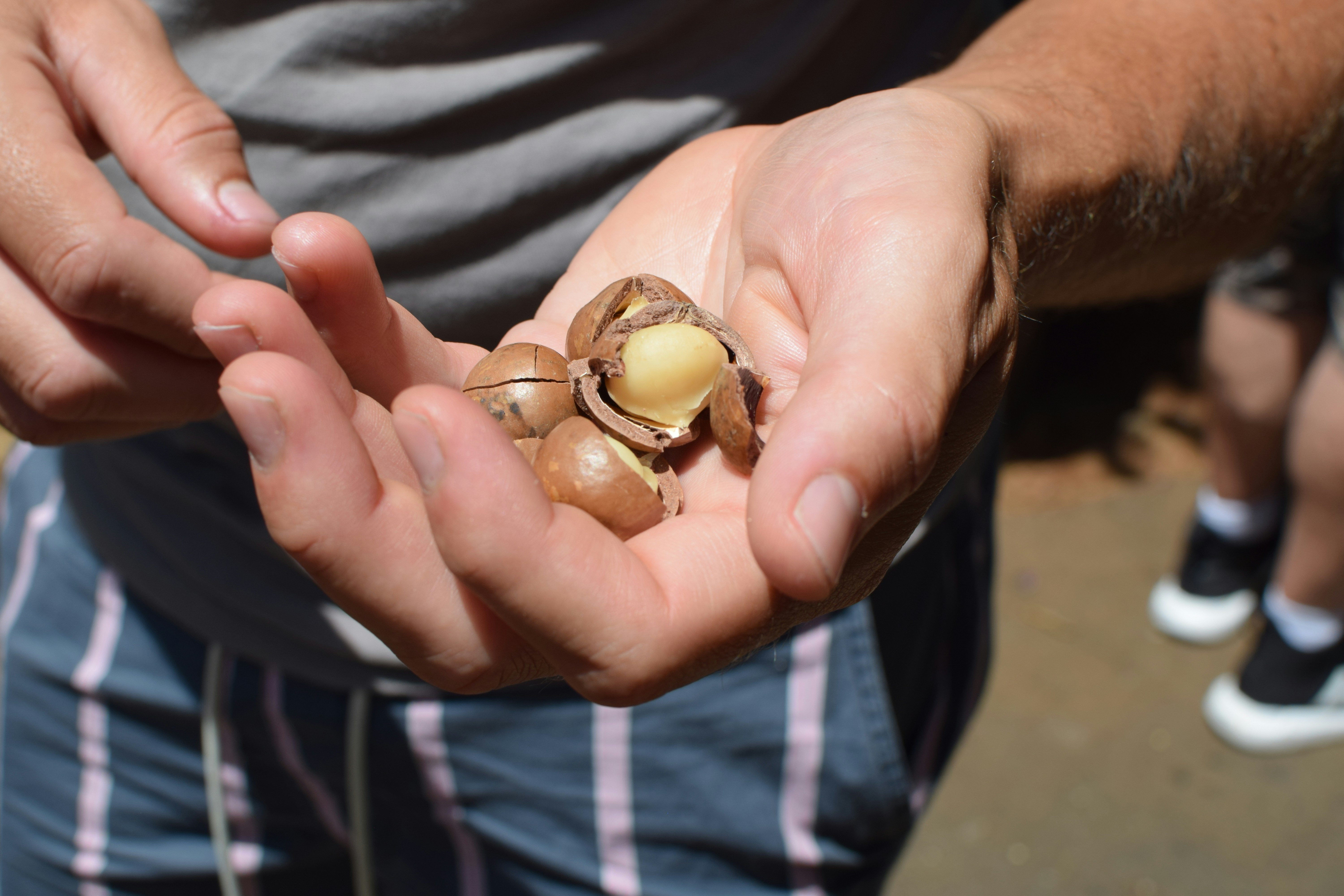 Hands Cradling a Shell of Golden Seeds