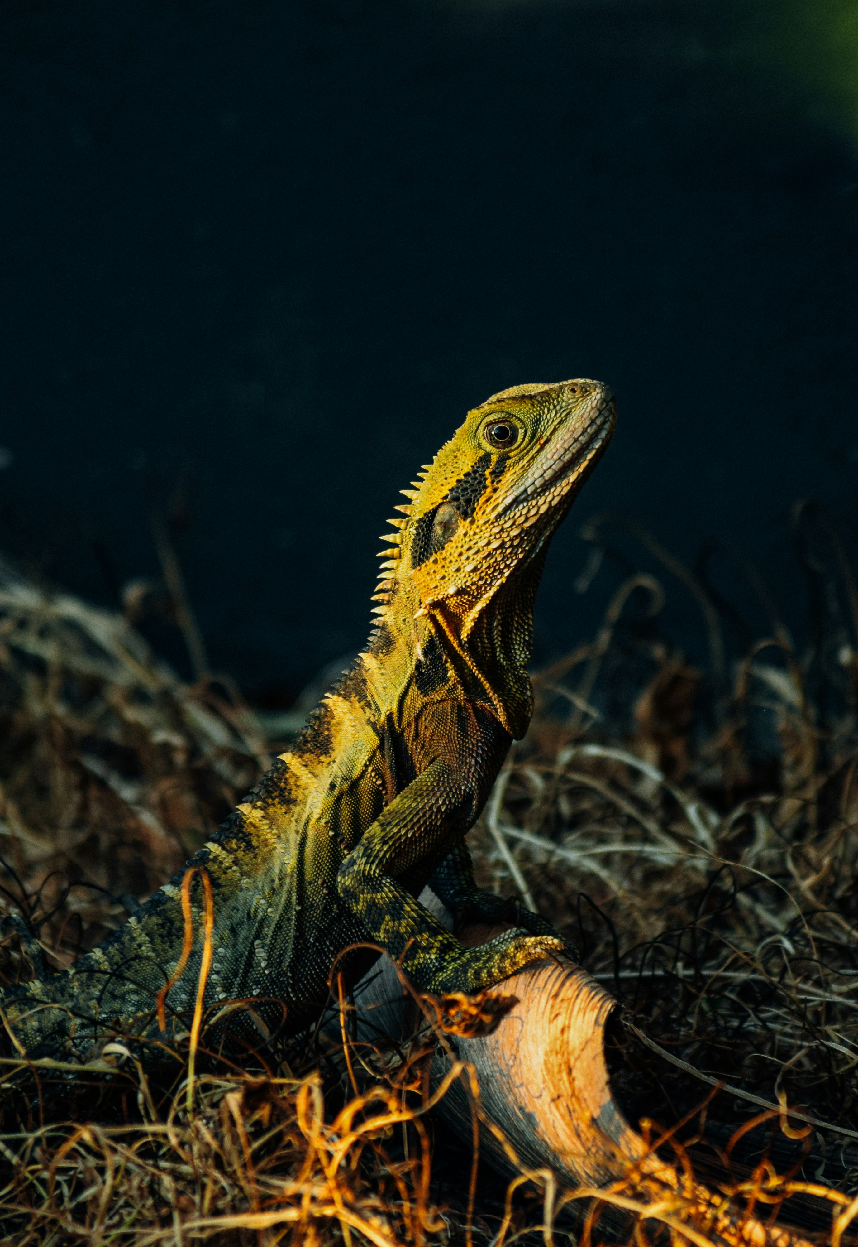 Close up of an Australian Waterdragon sunning itself in golden hour on dry shrub land. Nature, wildlife, dragon, lizard