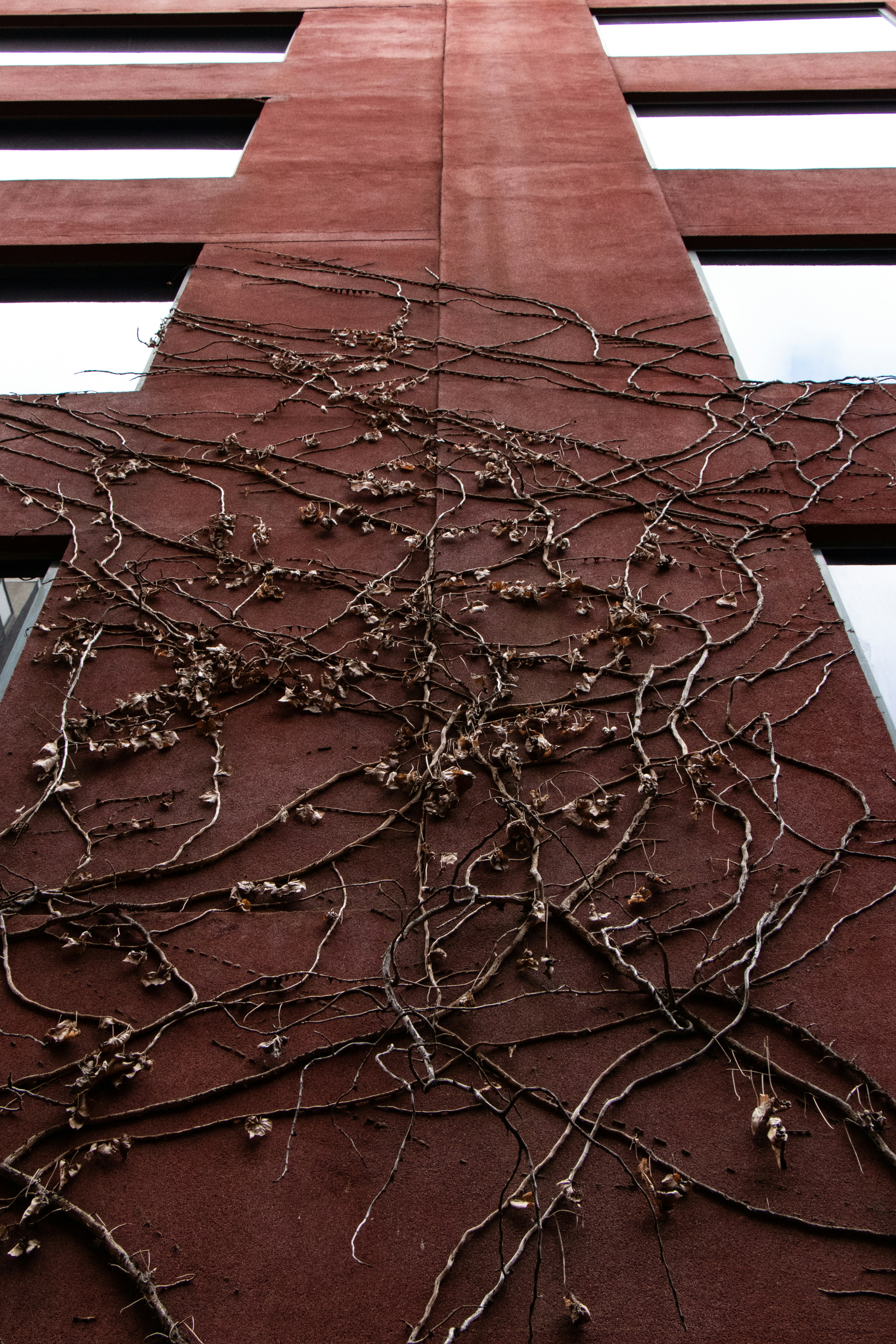 Tangled Dormant Vines Cling to a Red Brick Facade
