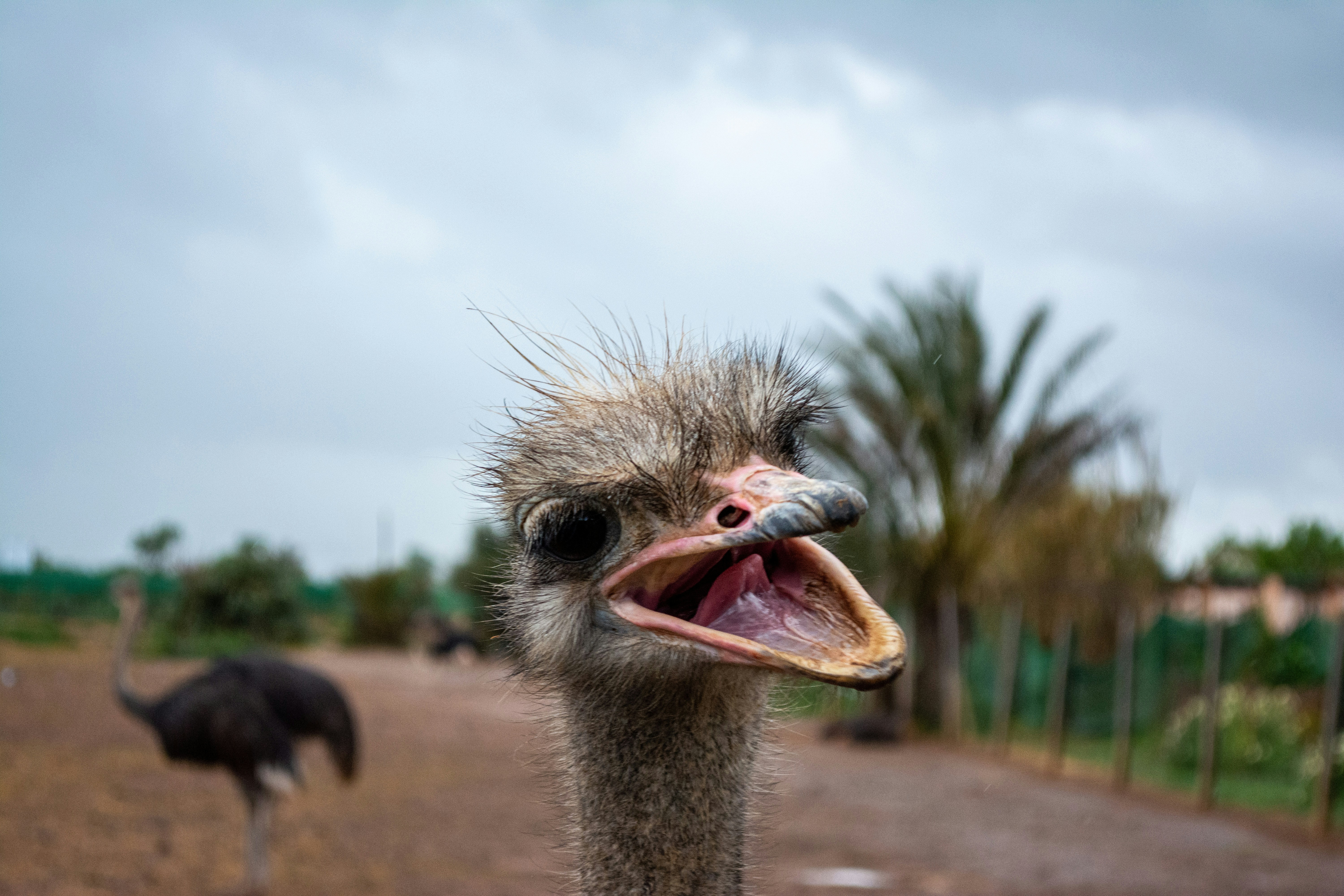 Close-up of an ostrich with its beak open against a cloudy sky and palm trees.