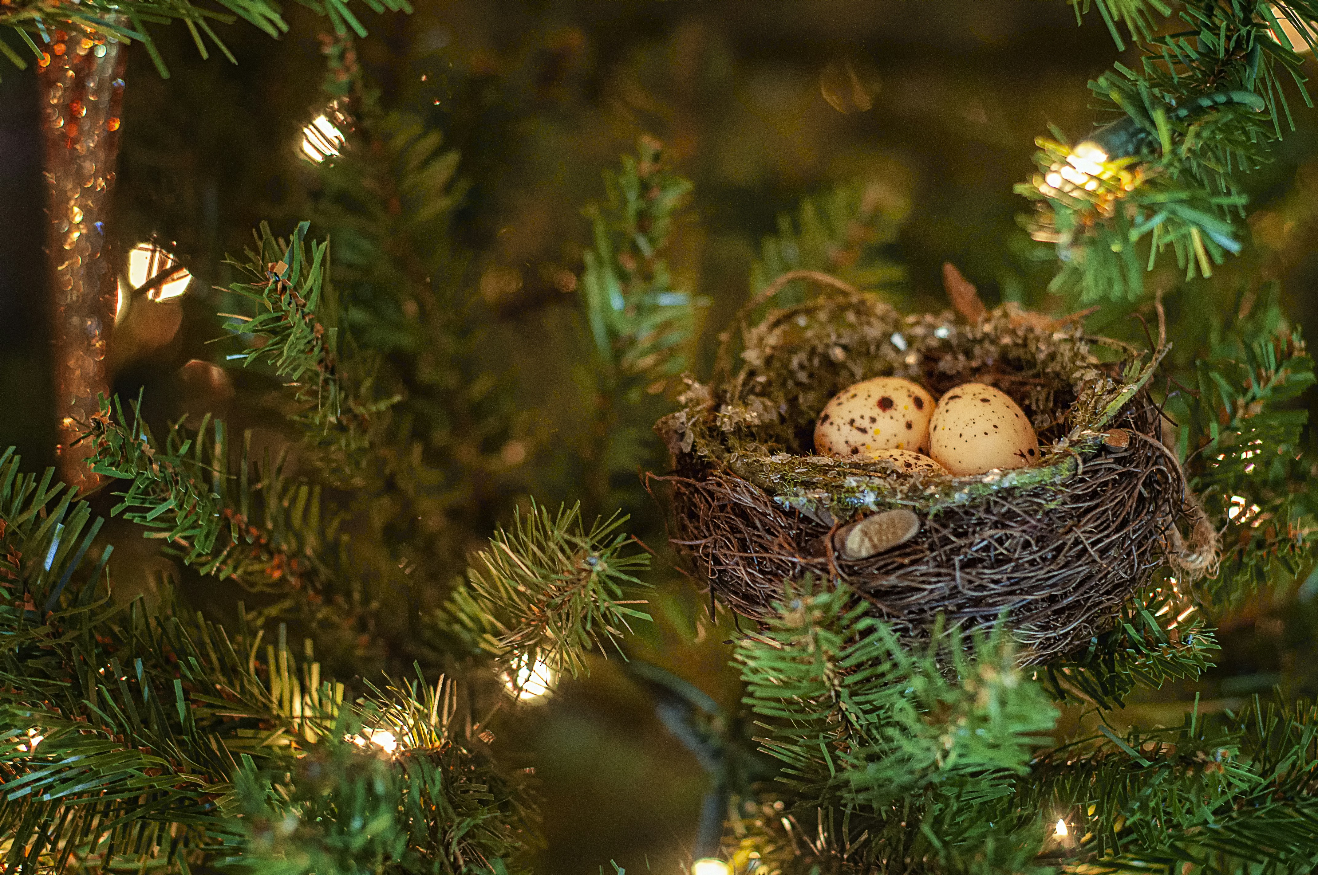 Nestled For Winter: Quail Eggs in a Bare Nest Amid Holiday Evergreens