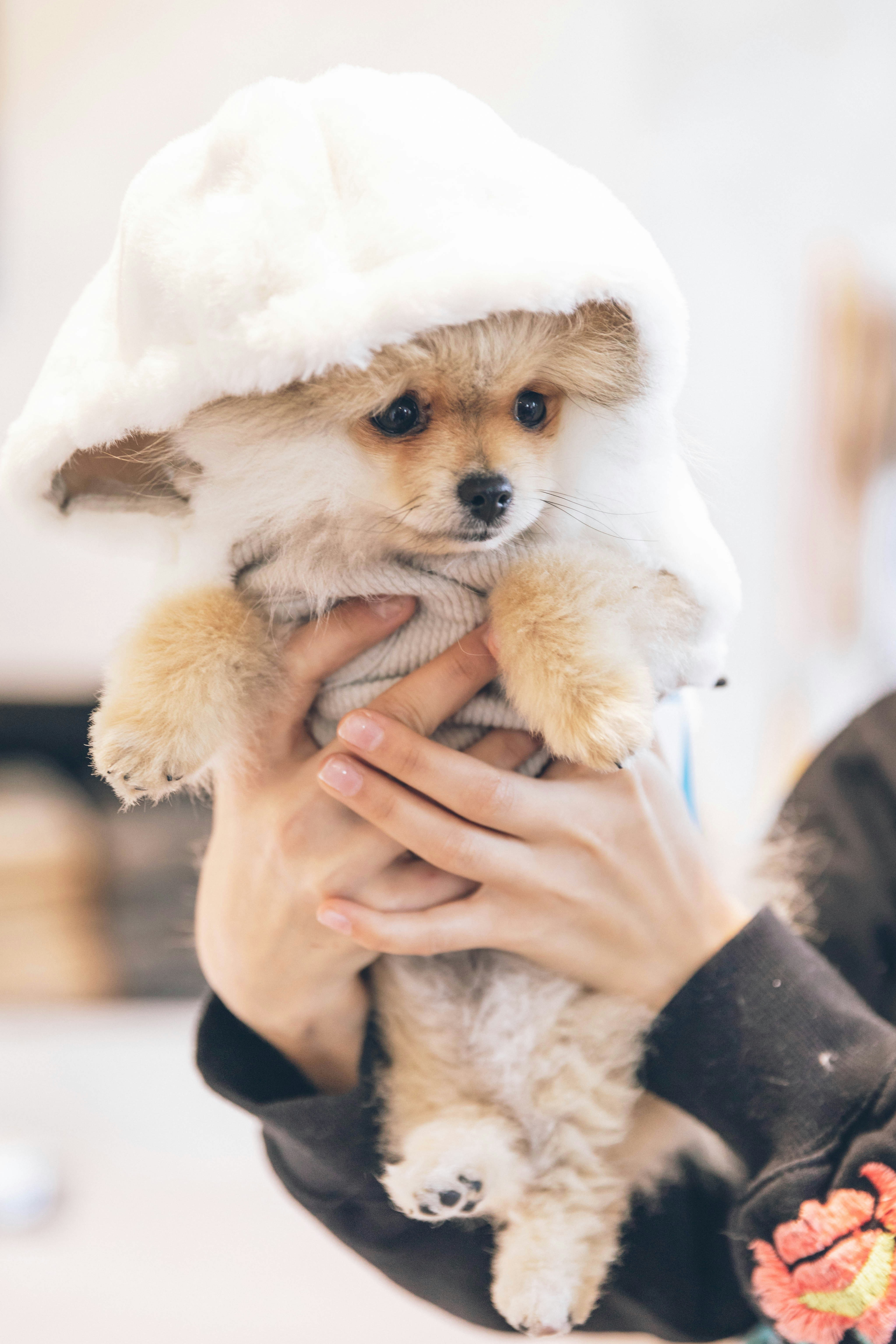 Person lift a dog photo – Free Uk Image on Unsplash