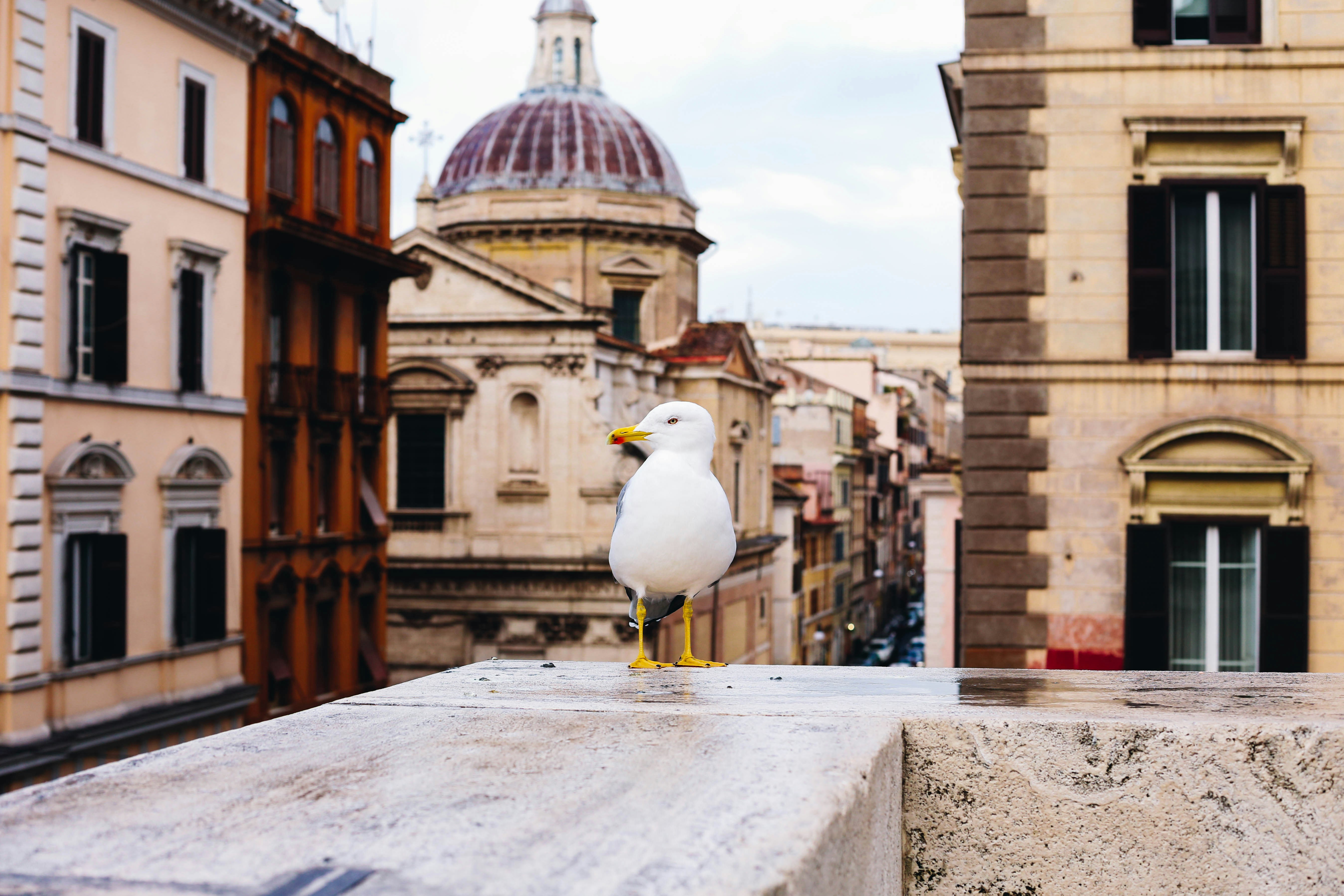 Lone Seagull on a Weathered Ledge Over Rome's Rooftops