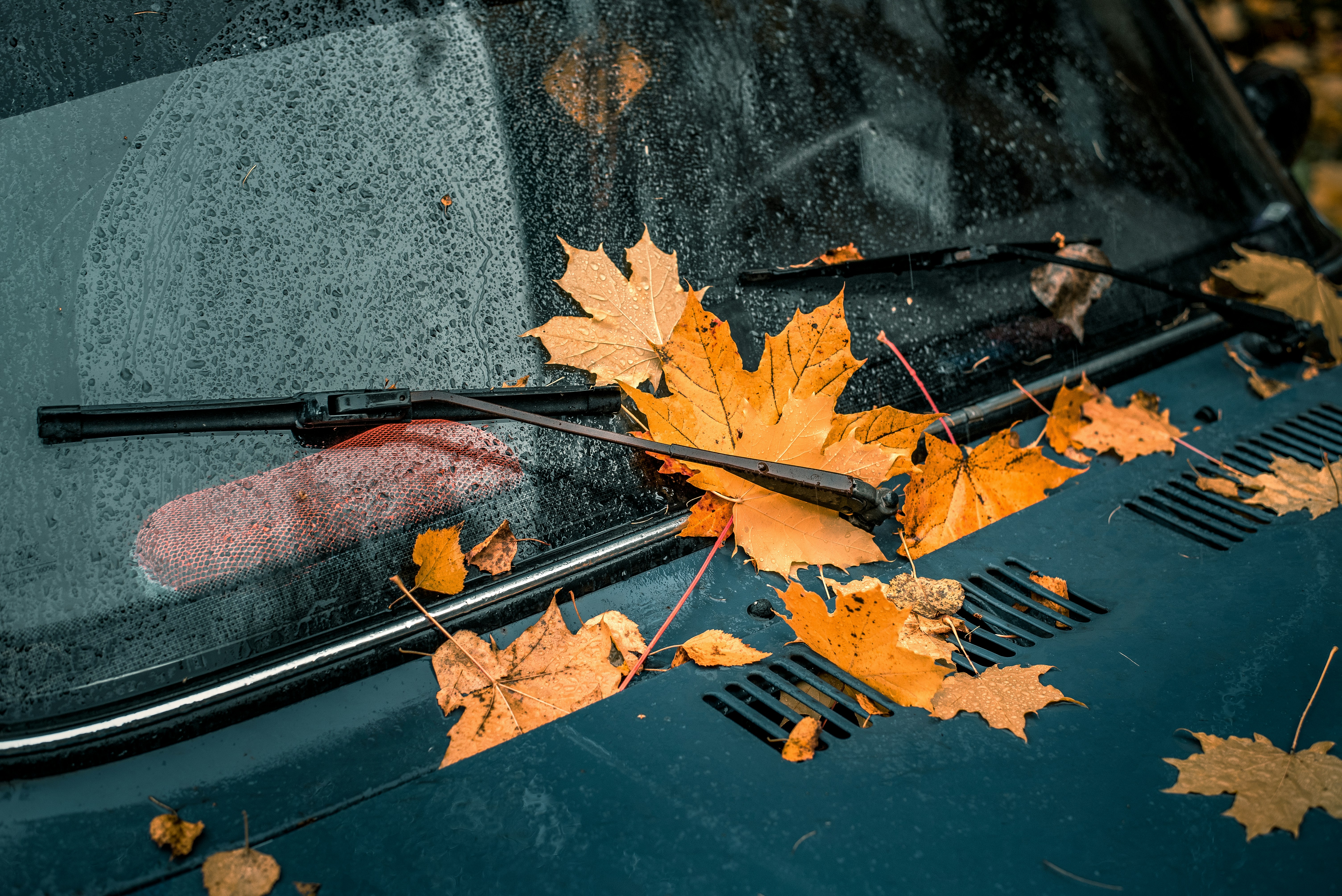 Autumn Leaves Resting on Rain-Kissed Car