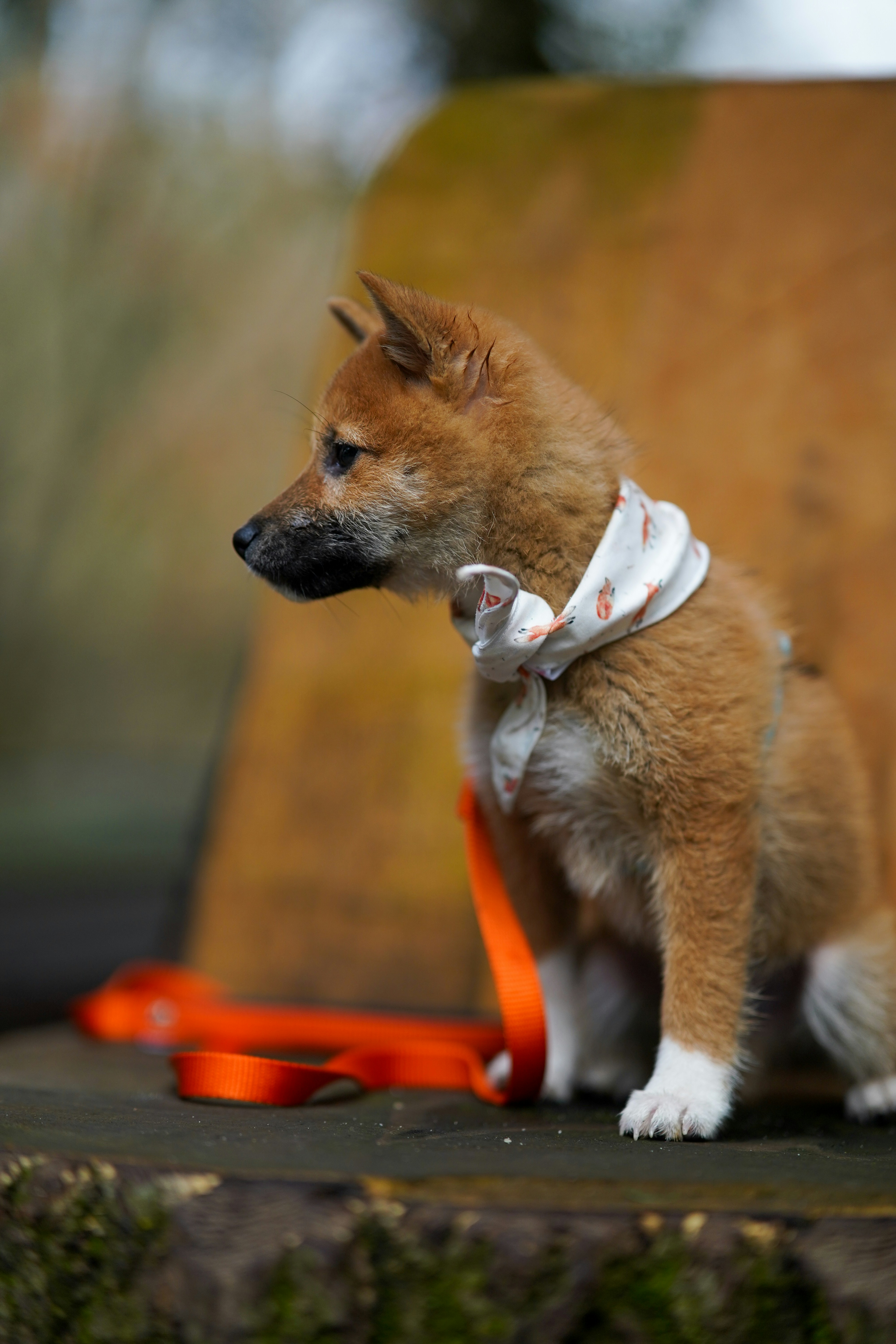A young dog with a bandana sits thoughtfully on a wooden surface, gazing into the distance. The vibrant orange leash adds a pop of color to the scene.