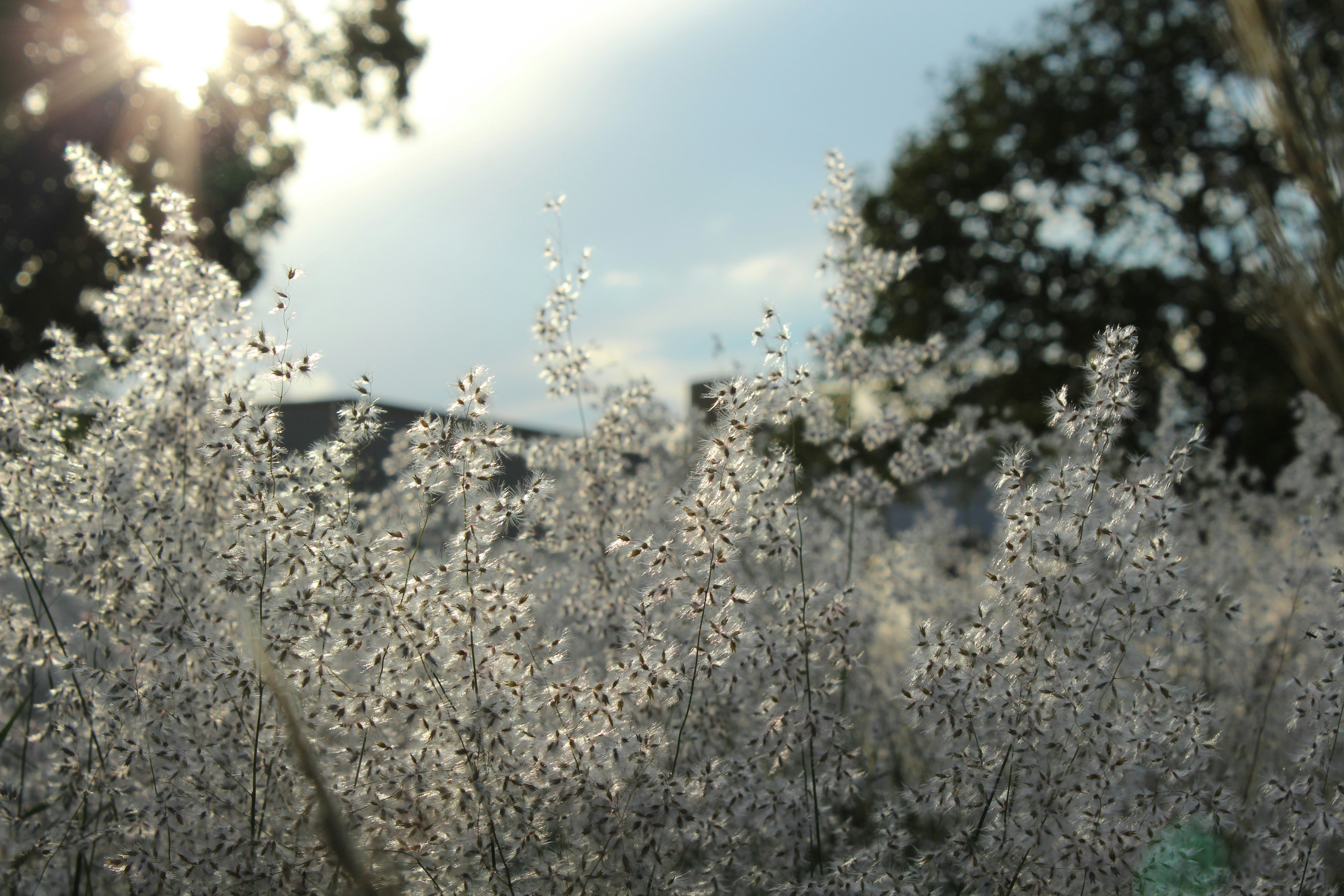 Backlit Seedhead Field: Quiet Glow Among Silvery Stems