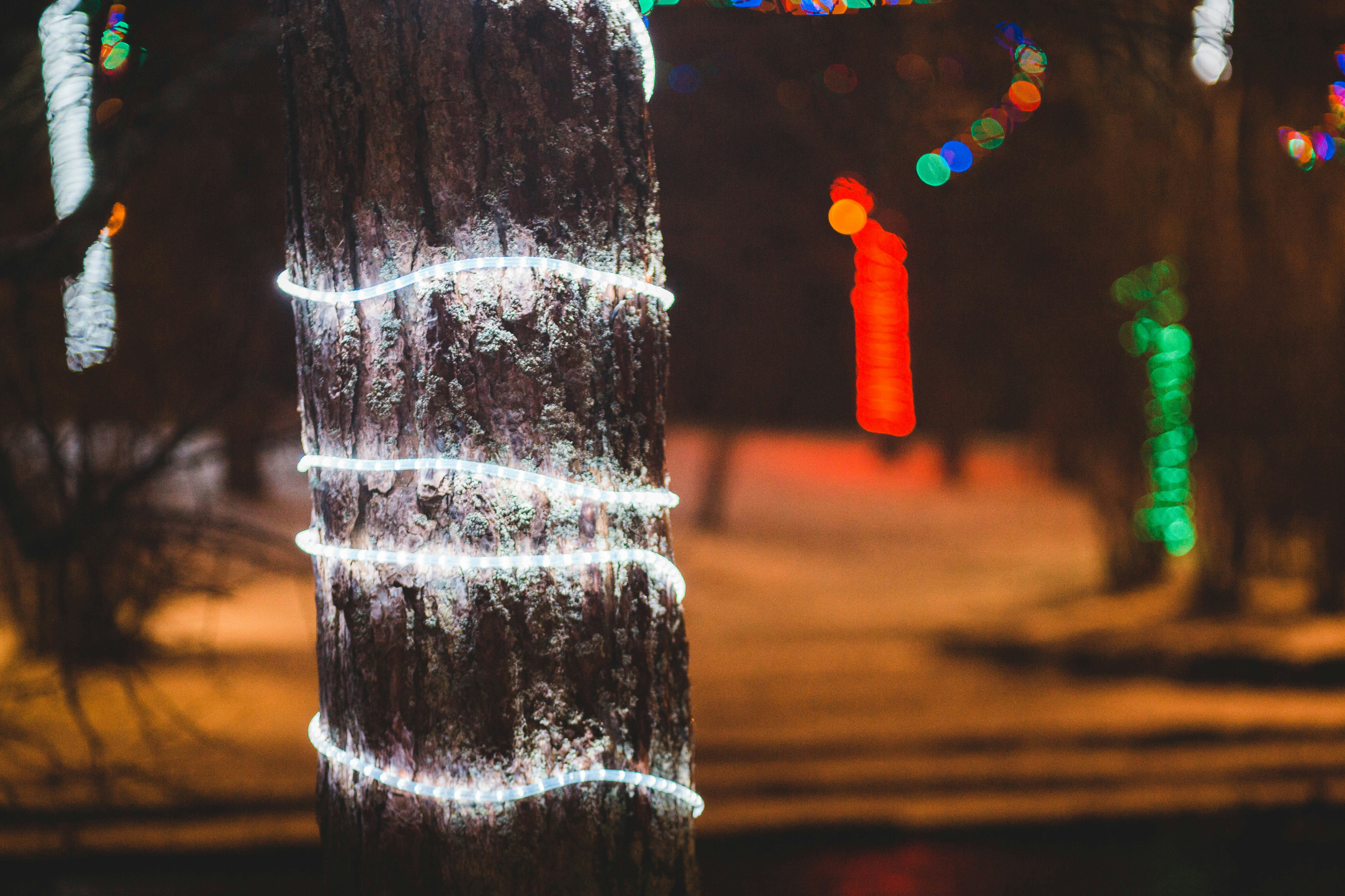 tree wrapped with white string lights