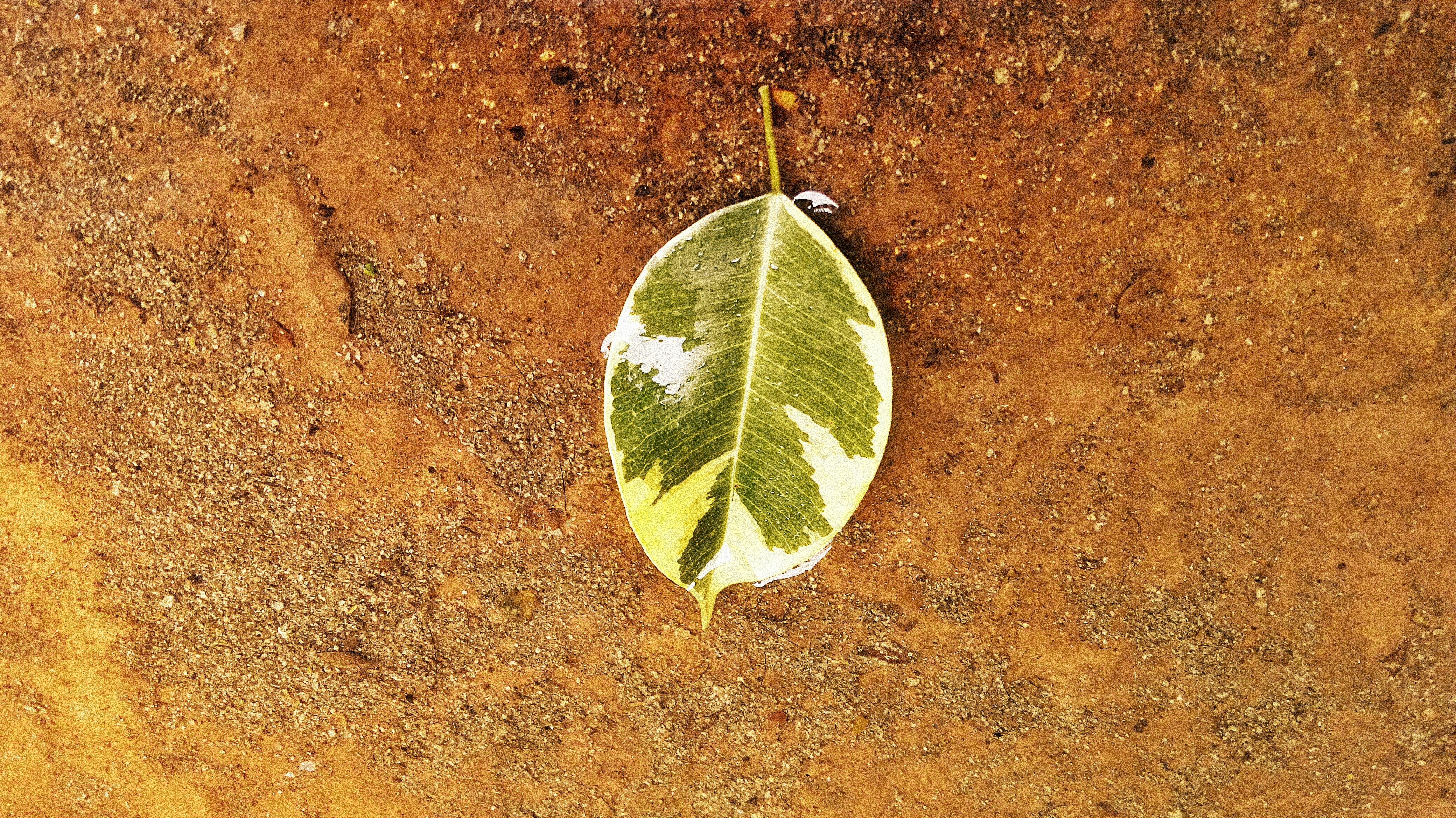 Soil Plant Pictures | Download Free Images on Unsplash