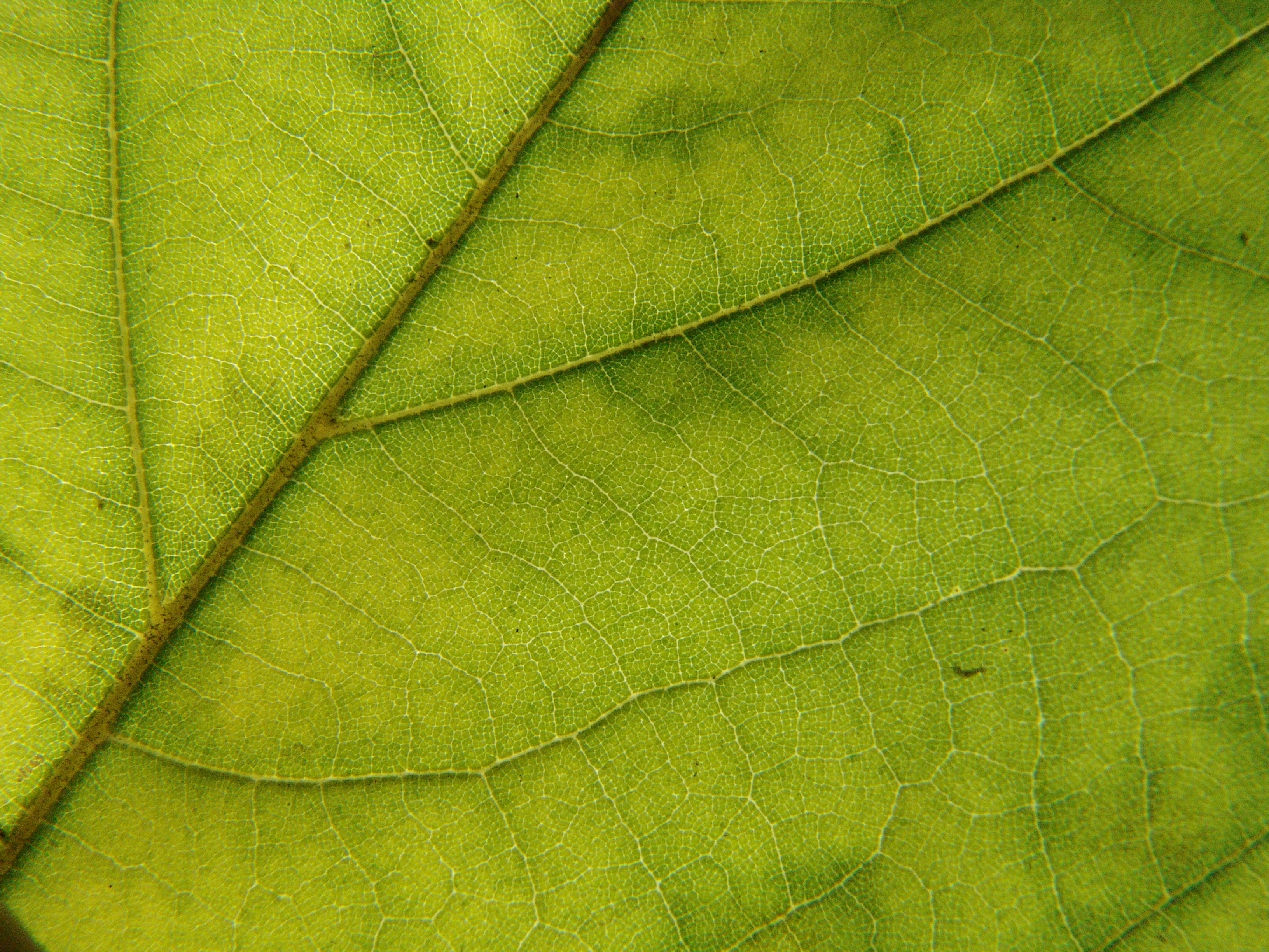 Close-up of a leaf showcasing its intricate vein patterns and vibrant green hues.