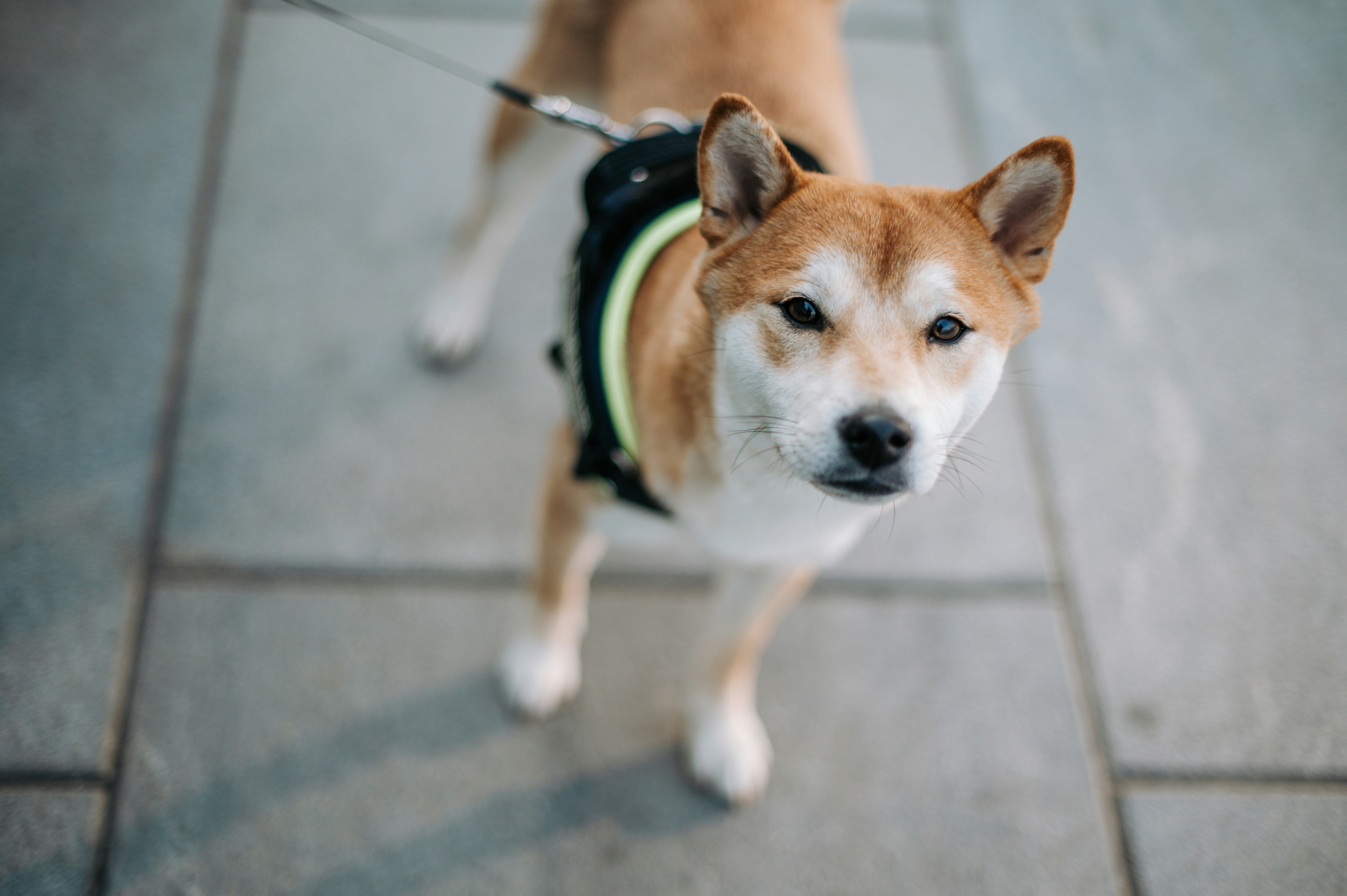 Définition de sangler | Dictionnaire français
