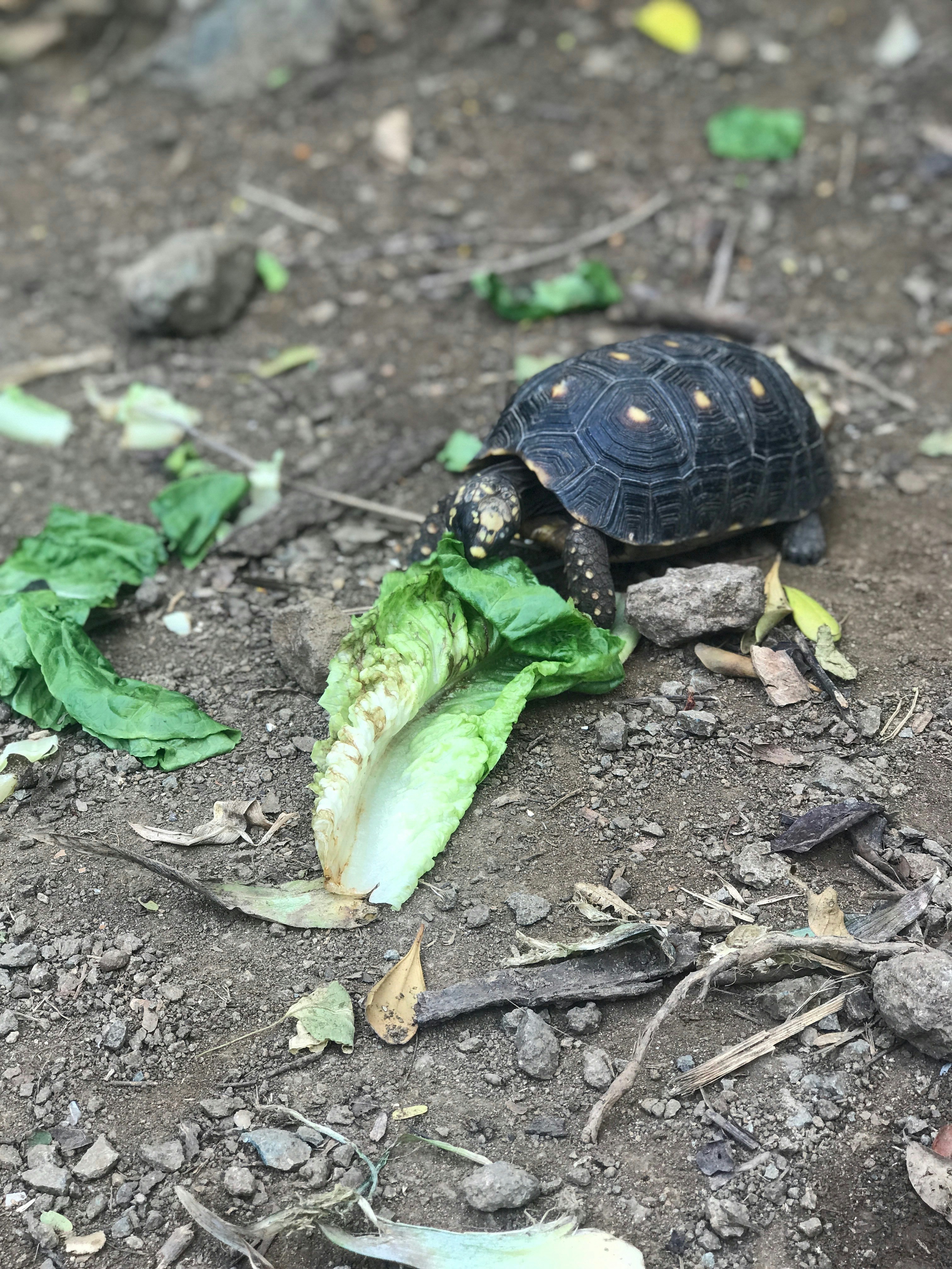 A tortoise enjoying a fresh piece of lettuce amidst a natural setting with scattered leaves and dirt.