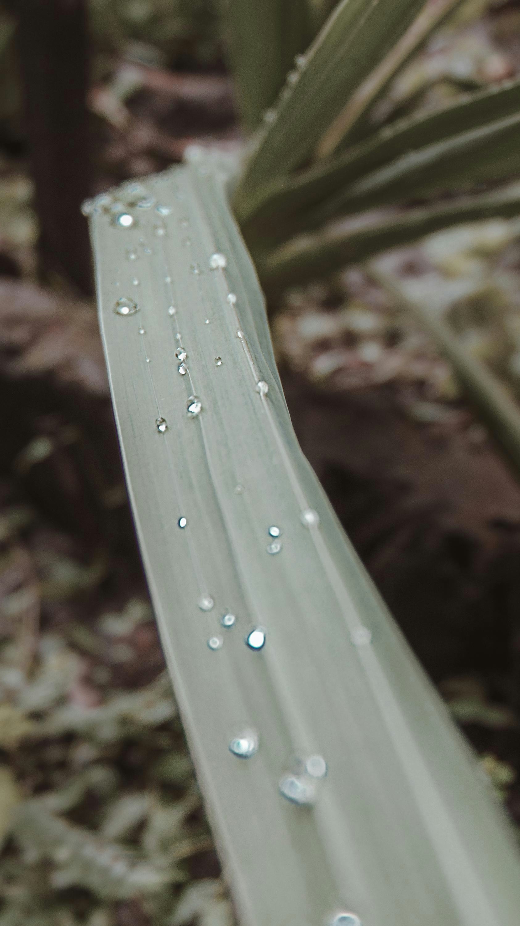 Green plants photo – Free Leaf Image on Unsplash