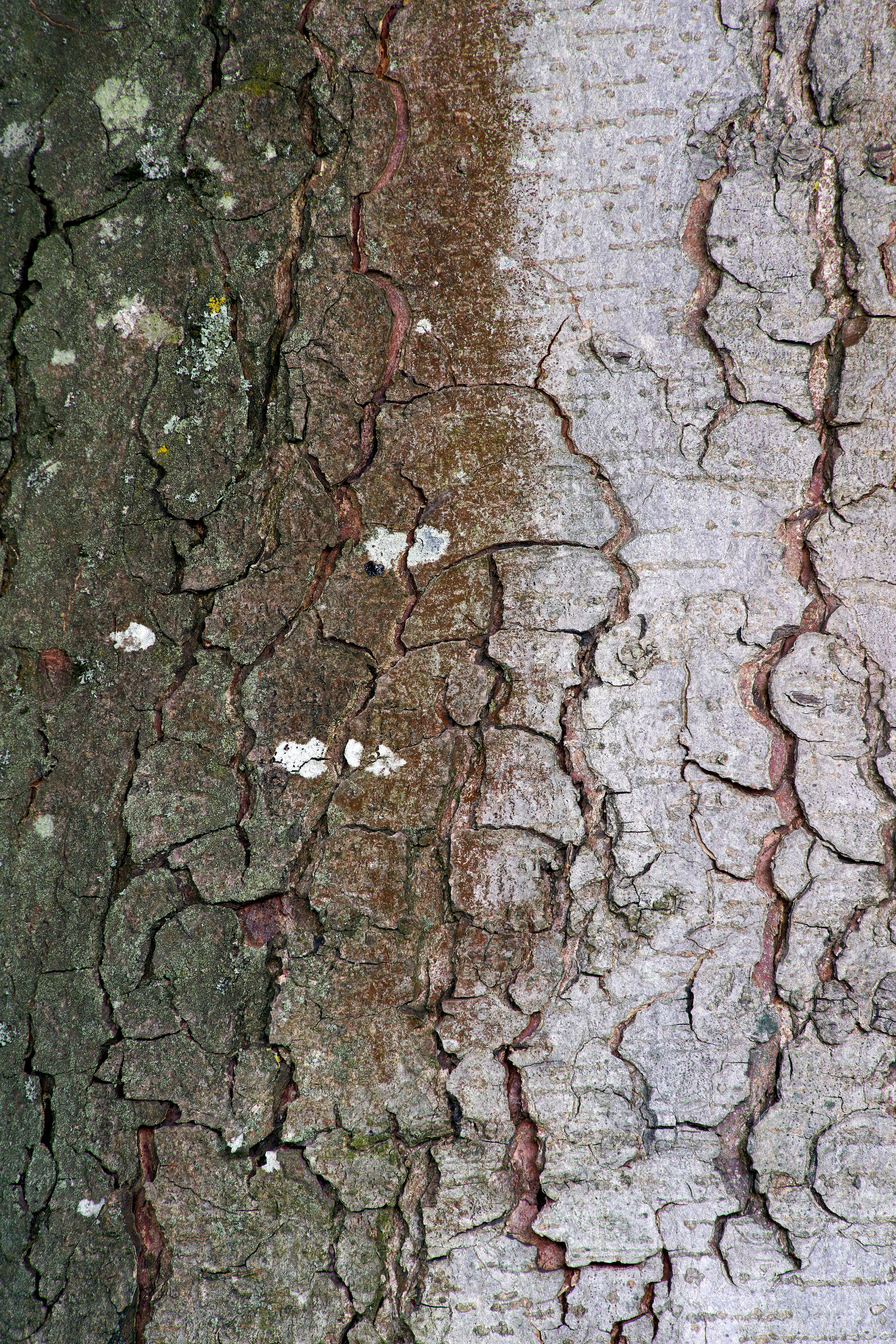 Nature's Textured Canvas: The Story of Bark