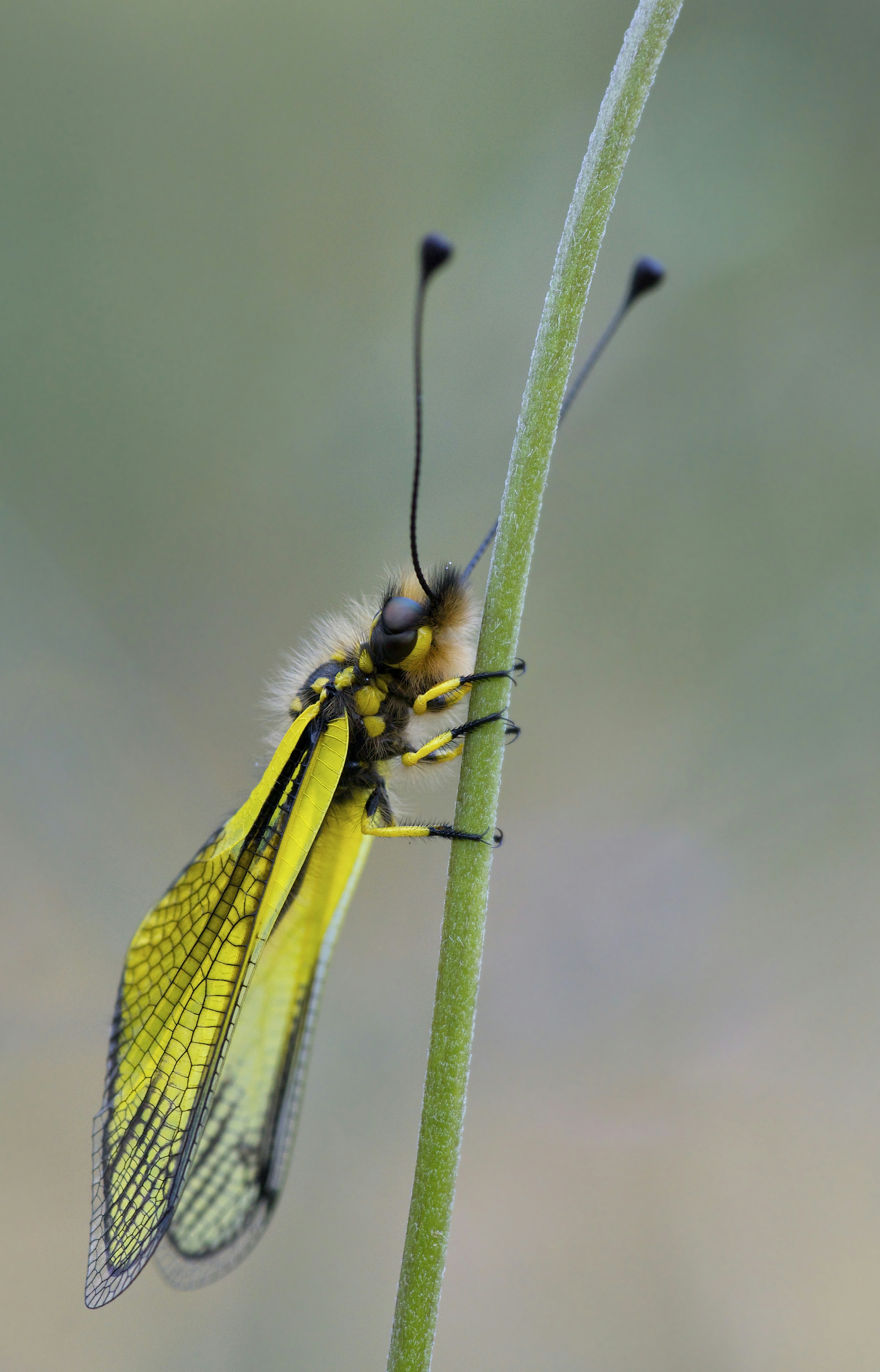 Macro photograph of a yellow lacewing clinging to a slender green stem, with intricate wing venation and a softly blurred background.