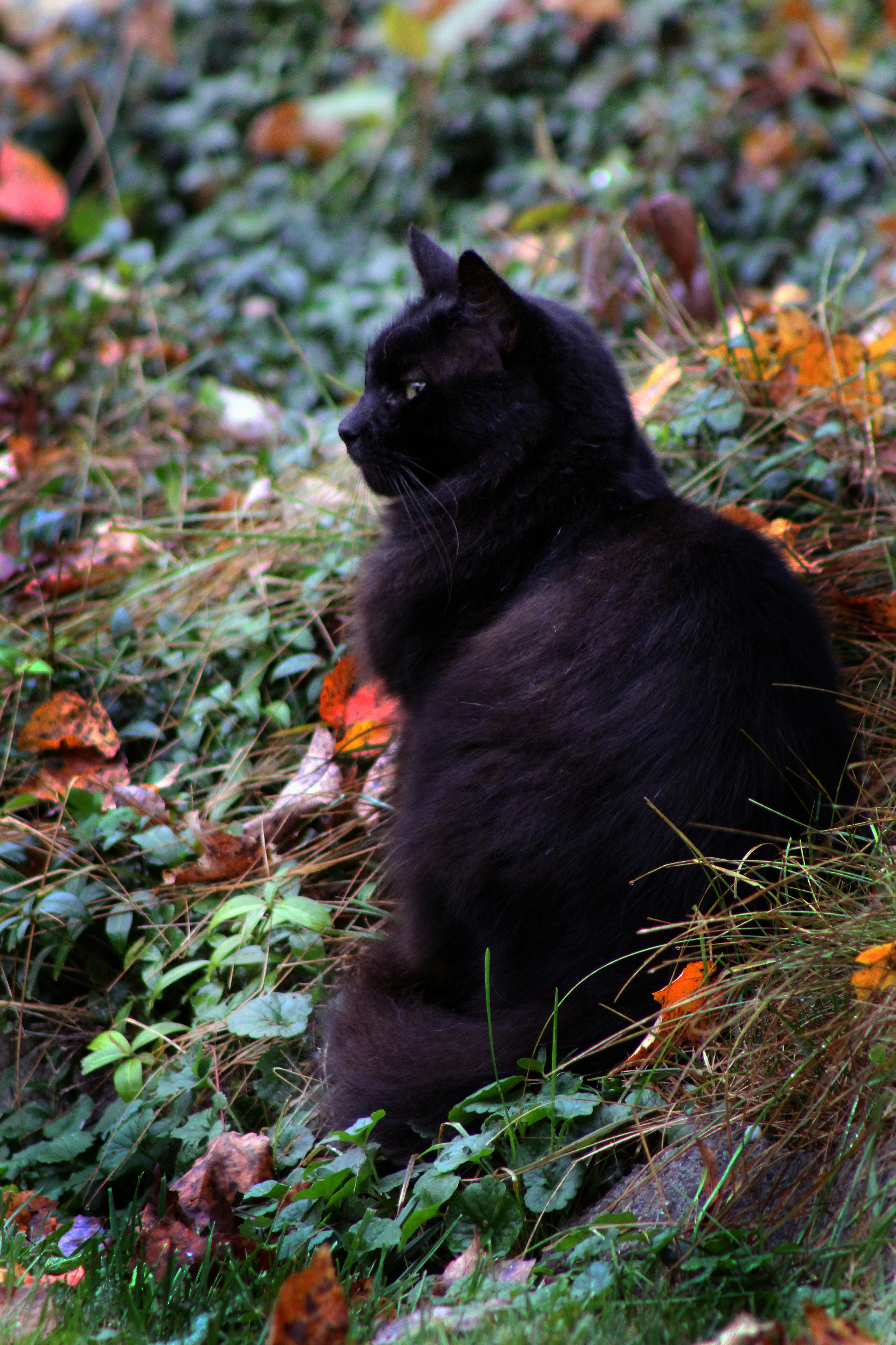 Silent Sentinel: A Black Cat Pauses Among Autumn's Leaf-Litter