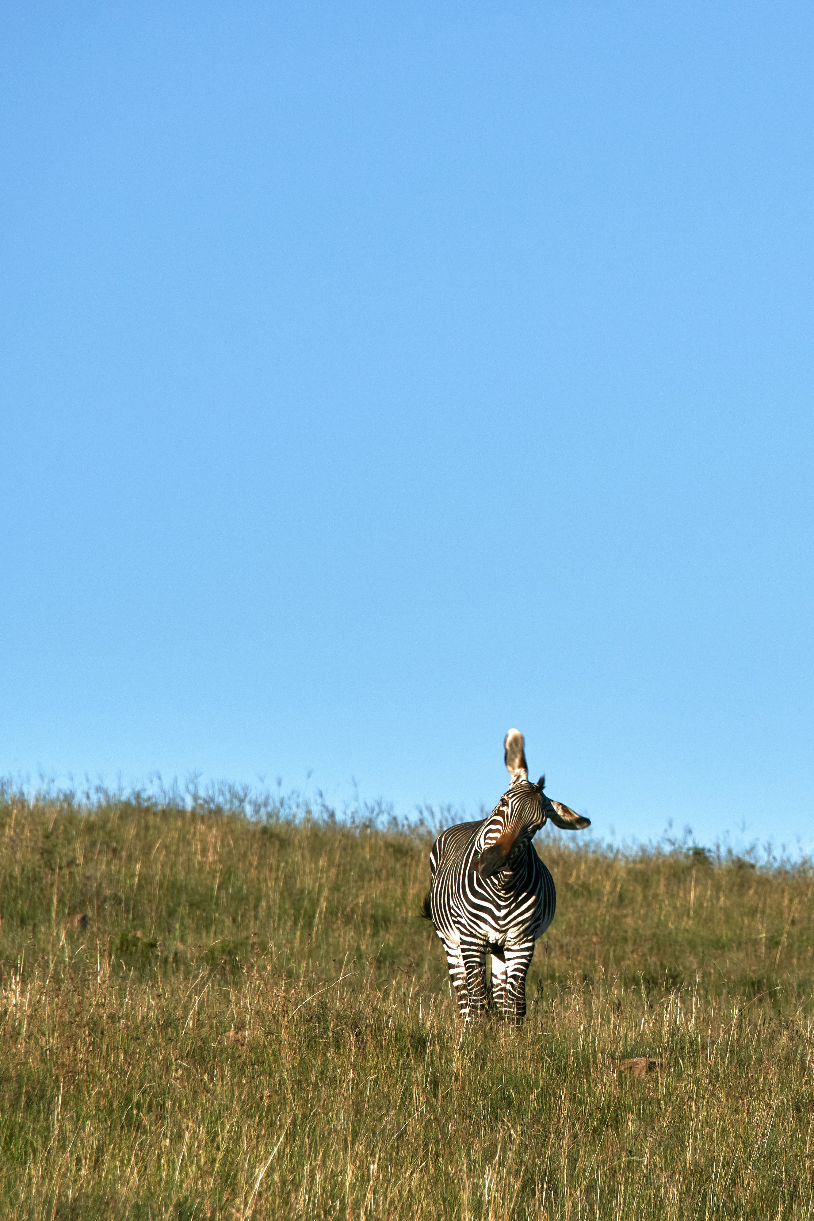 Zebra on the Crest: lone grazing silhouette against a vast blue sky