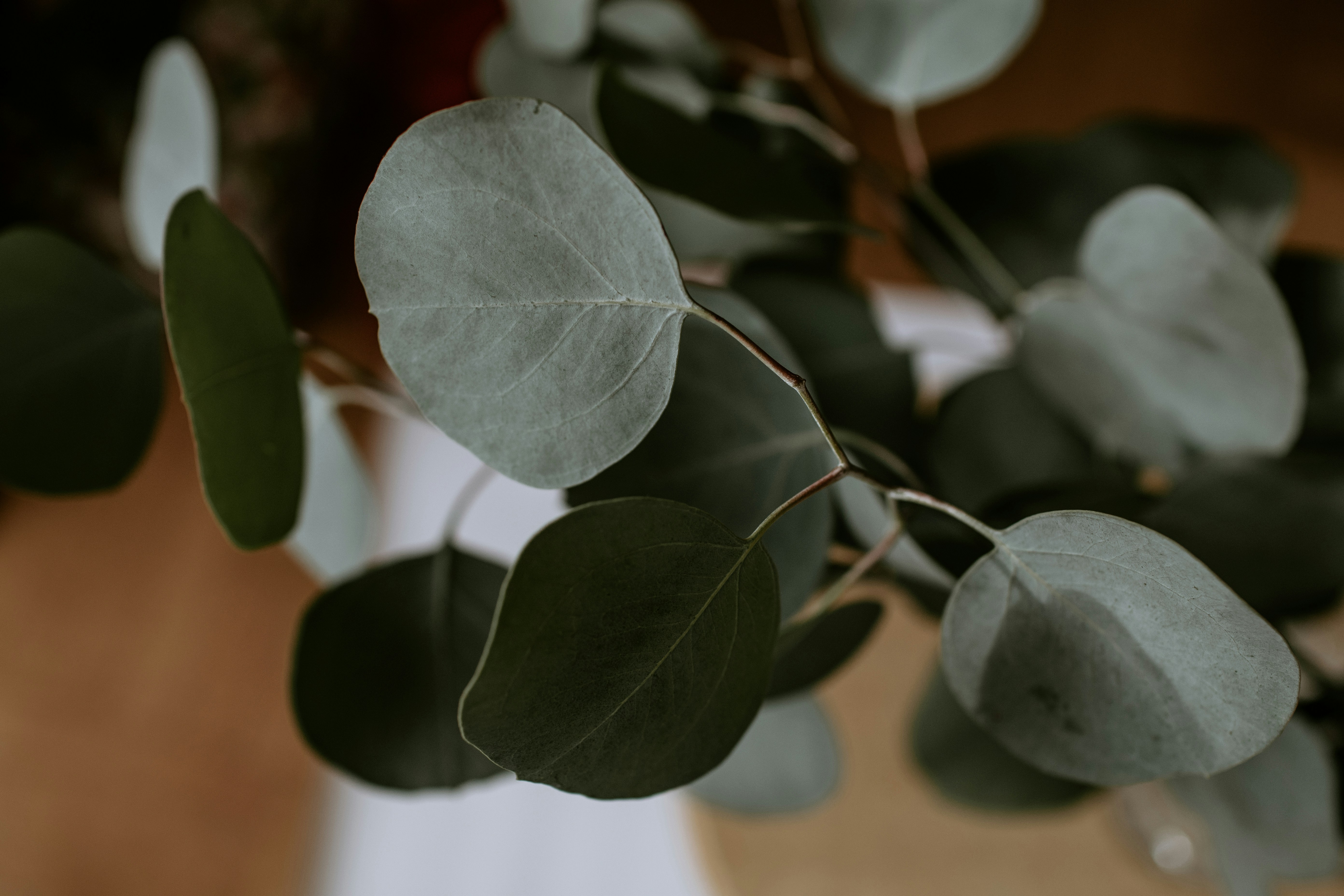 Close-up of eucalyptus leaves showcasing their unique shapes and textures against a softly blurred background.
