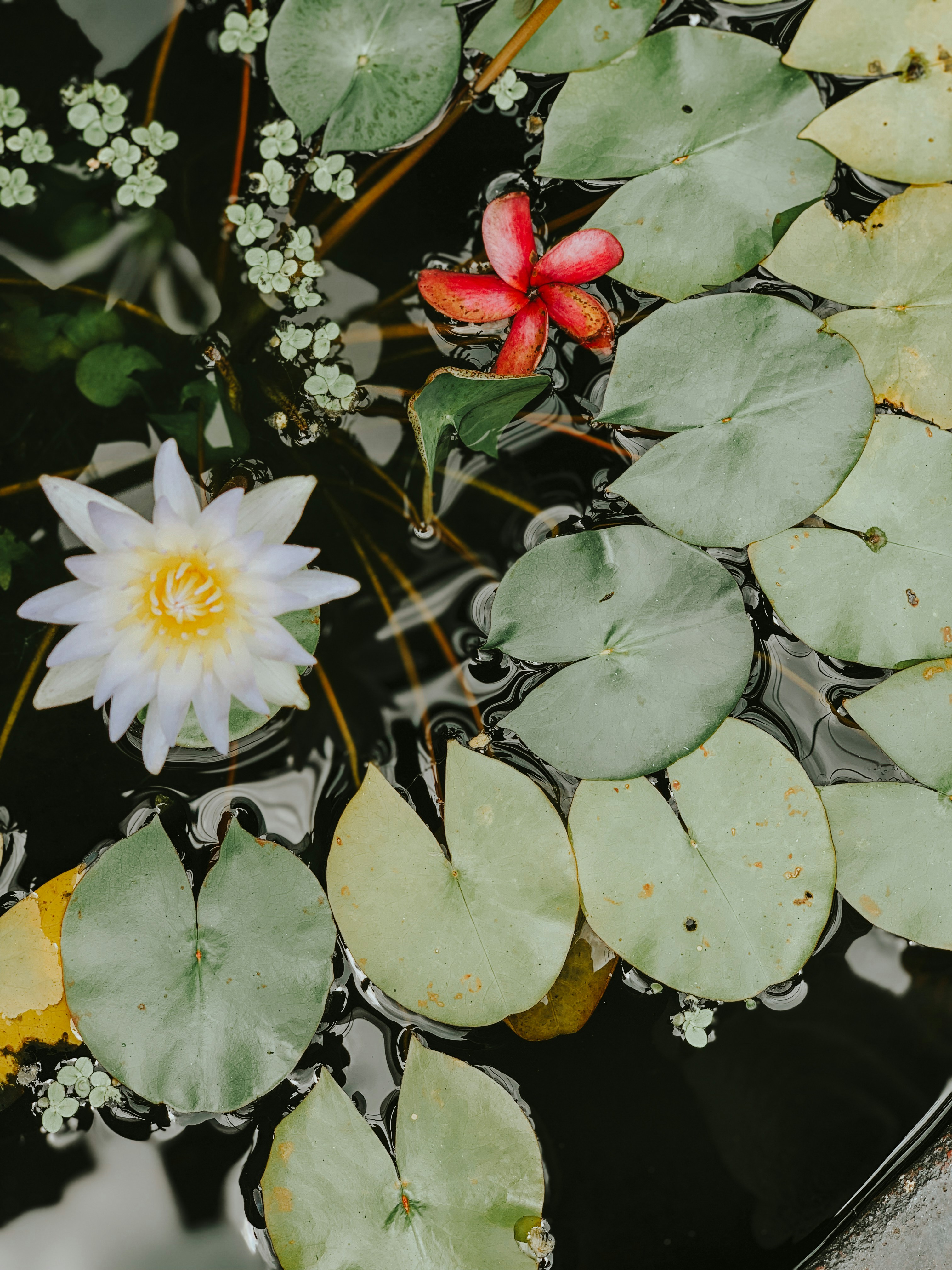 White Water Lily in an Emerald Ring: A Quiet Pond Portrait