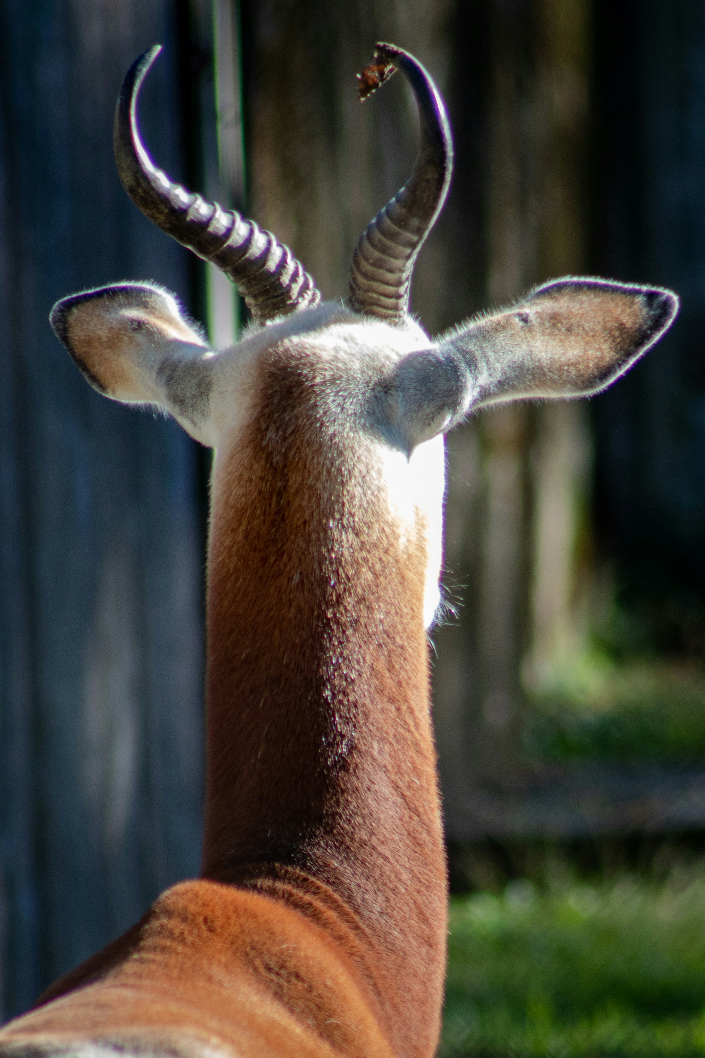 Rear View of a Horned Antelope: Textured Fur and Curved Horns