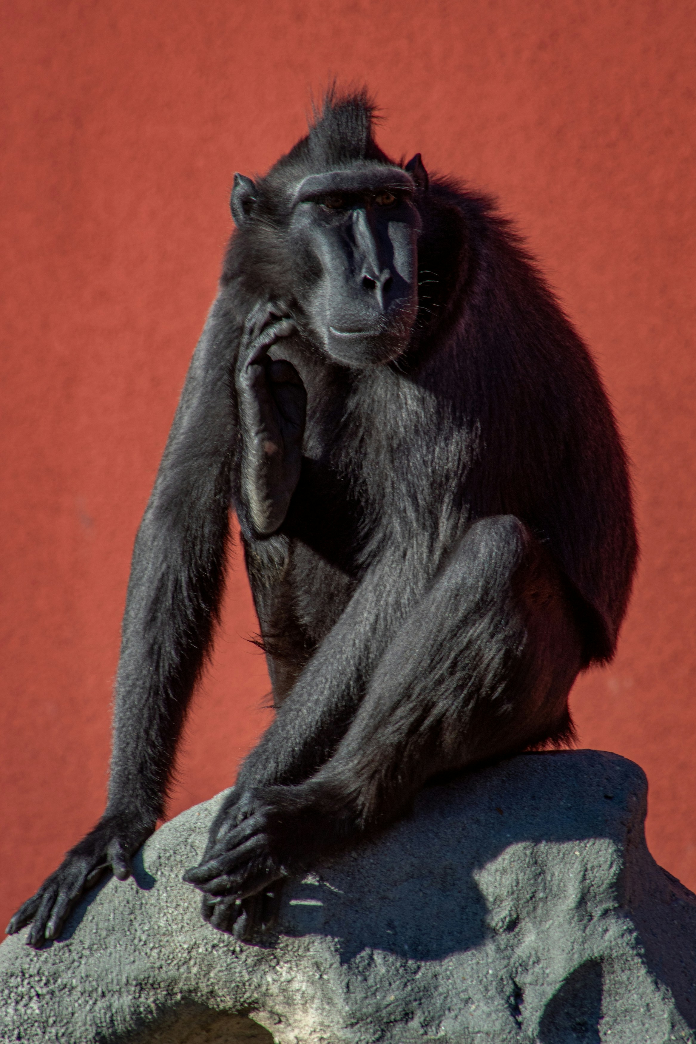500+ Black Monkey Pictures [HD] | Download Free Images on Unsplash