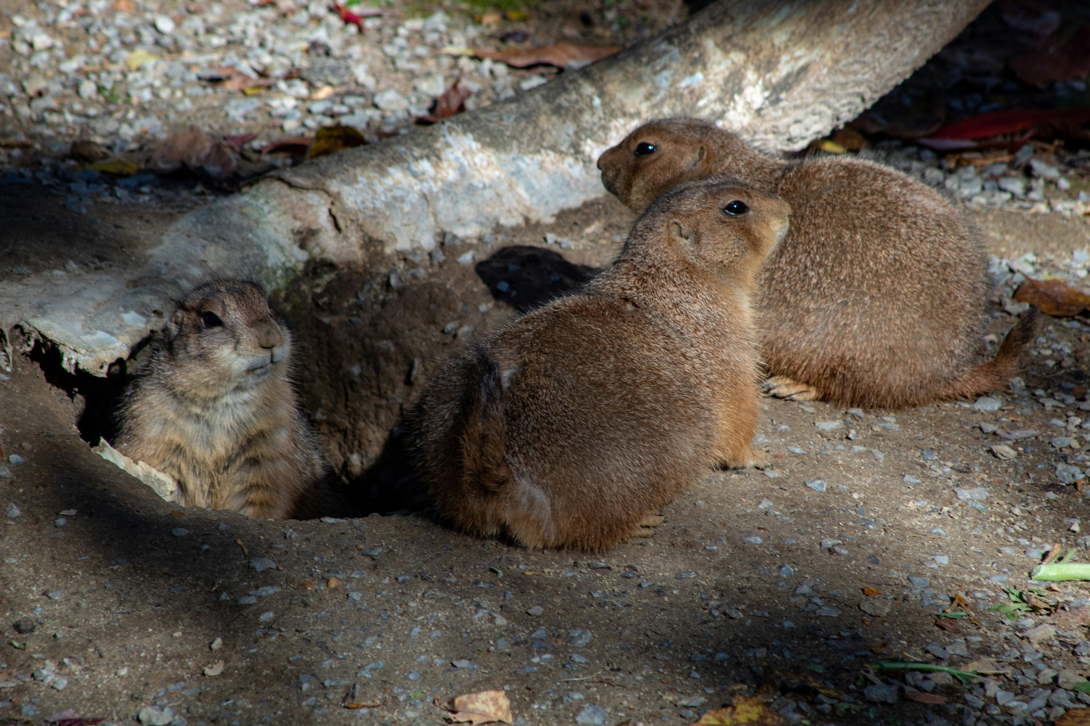 Curious Trio Under a Grounded Canopy
