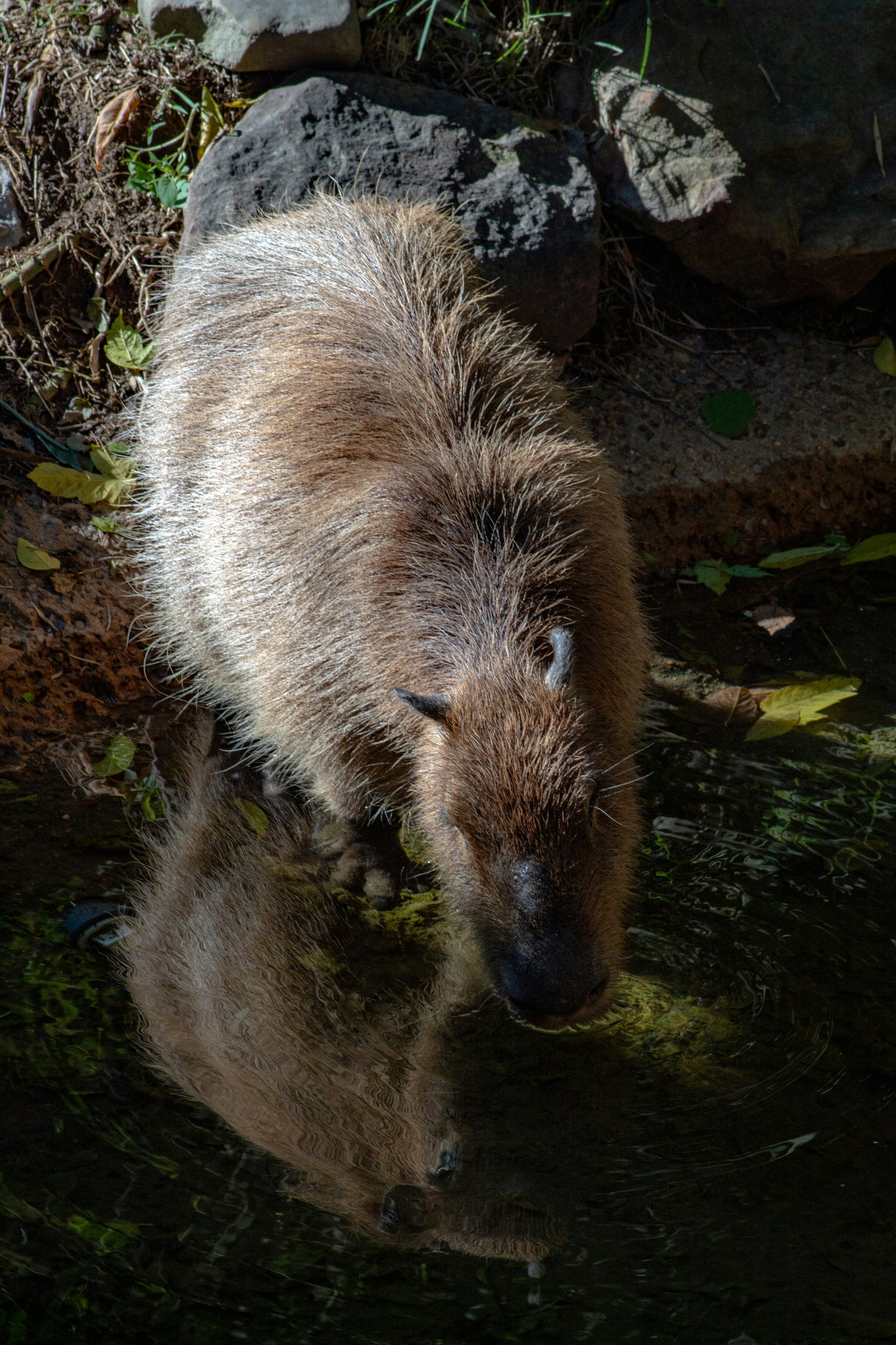Edge of the Mirror: a furred water-drinker at a quiet pond