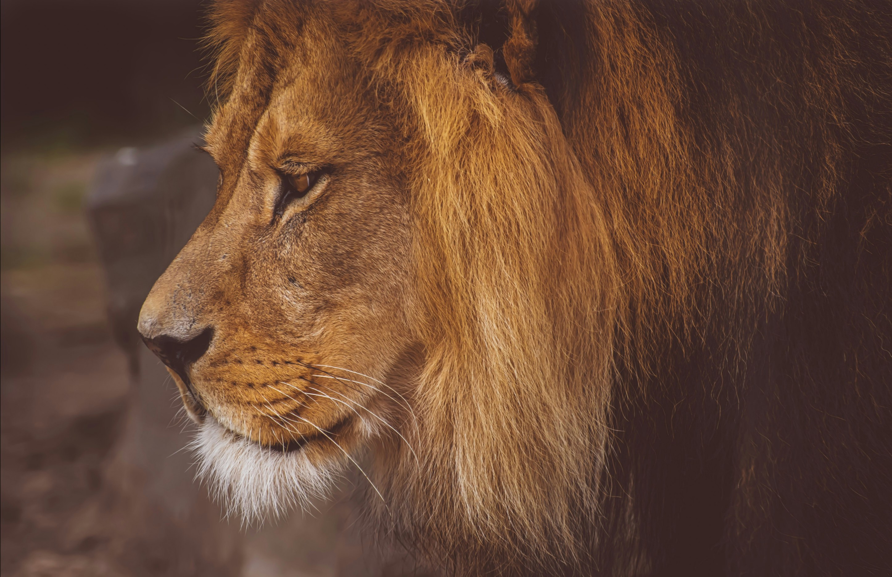 Male Lion Pictures | Download Free Images on Unsplash