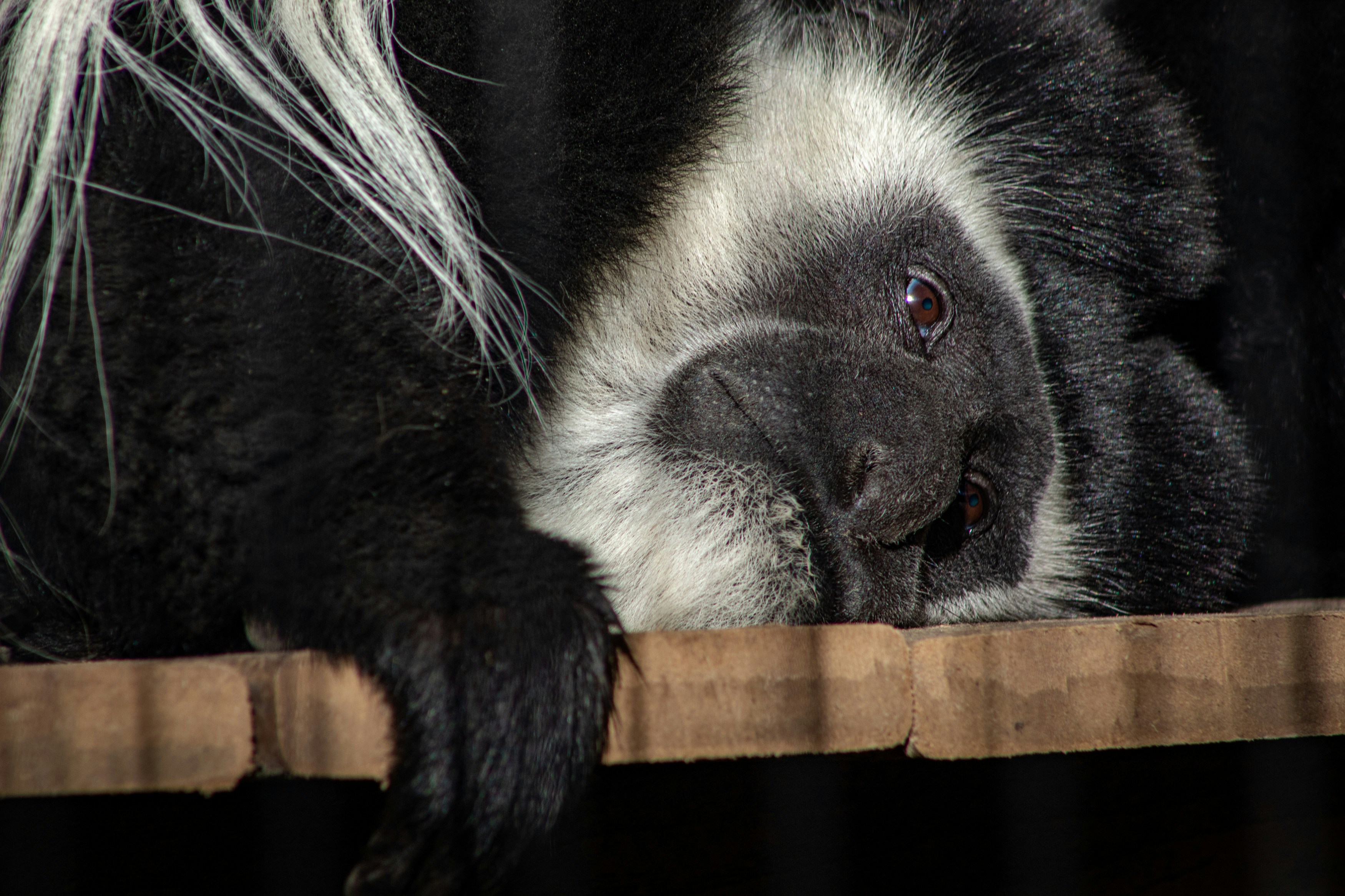 Colobe Photos | Télécharger des images gratuites sur Unsplash