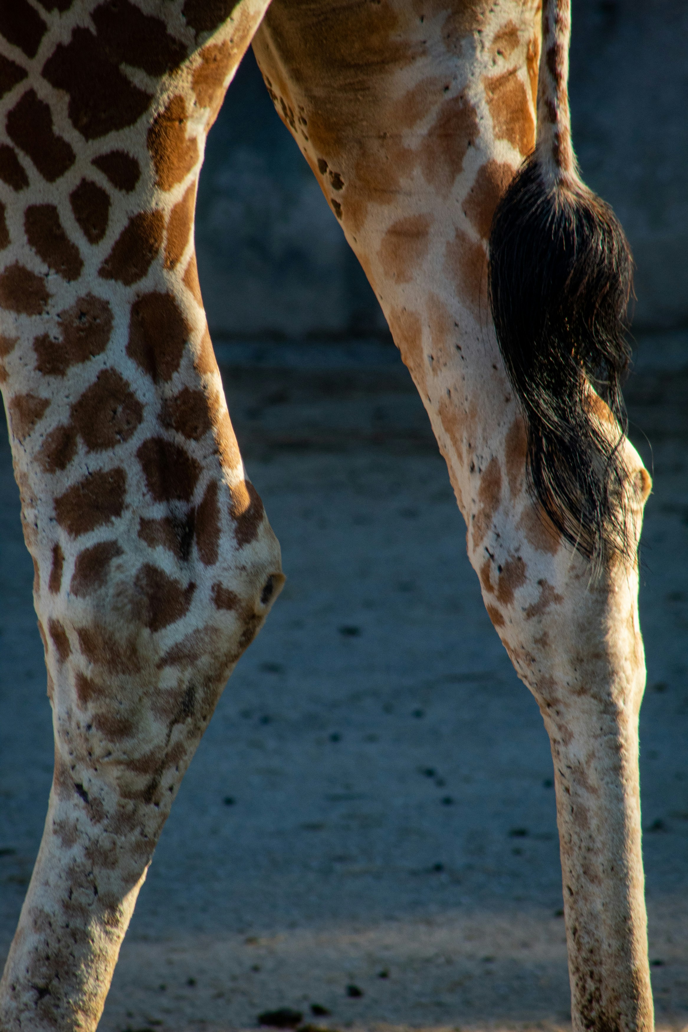 The legs and tail of a baby giraffe at the Memphis Zoo.