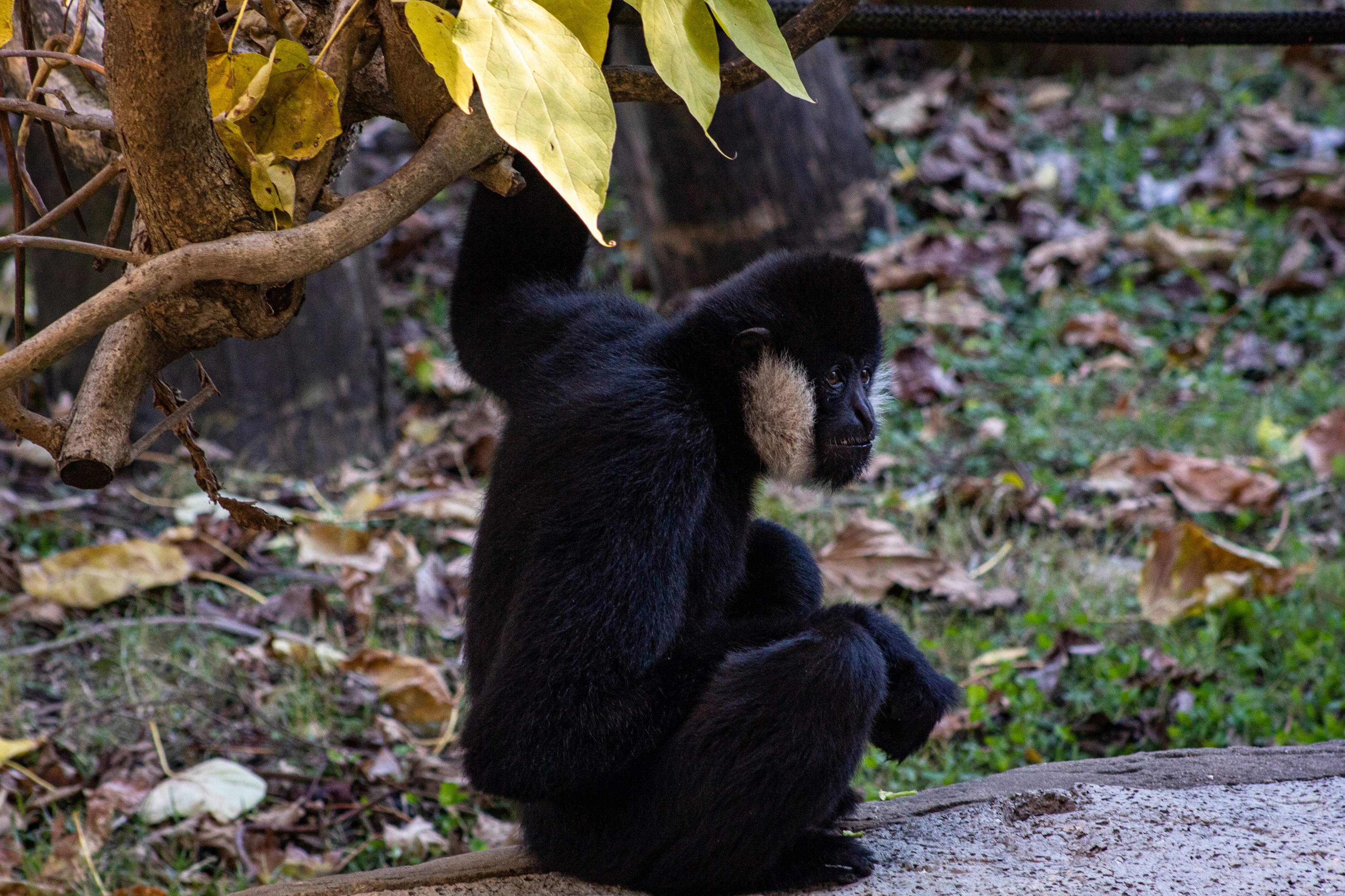 Quiet Contemplation: A Black Primate in a Leafy Corner