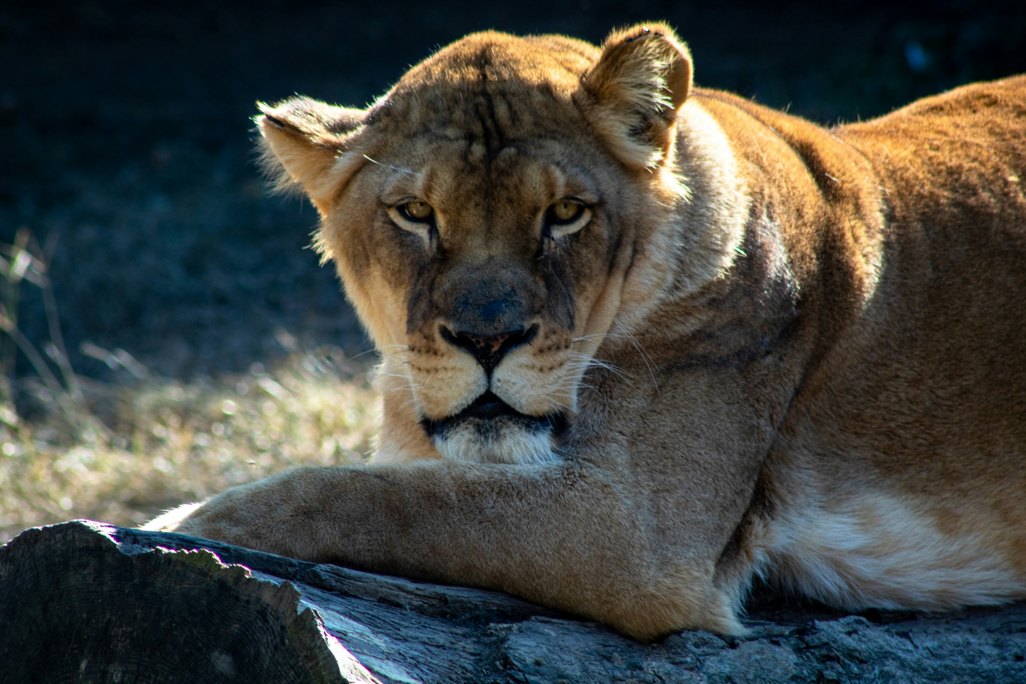 Brown lioness photo – Free Memphis zoo Image on Unsplash