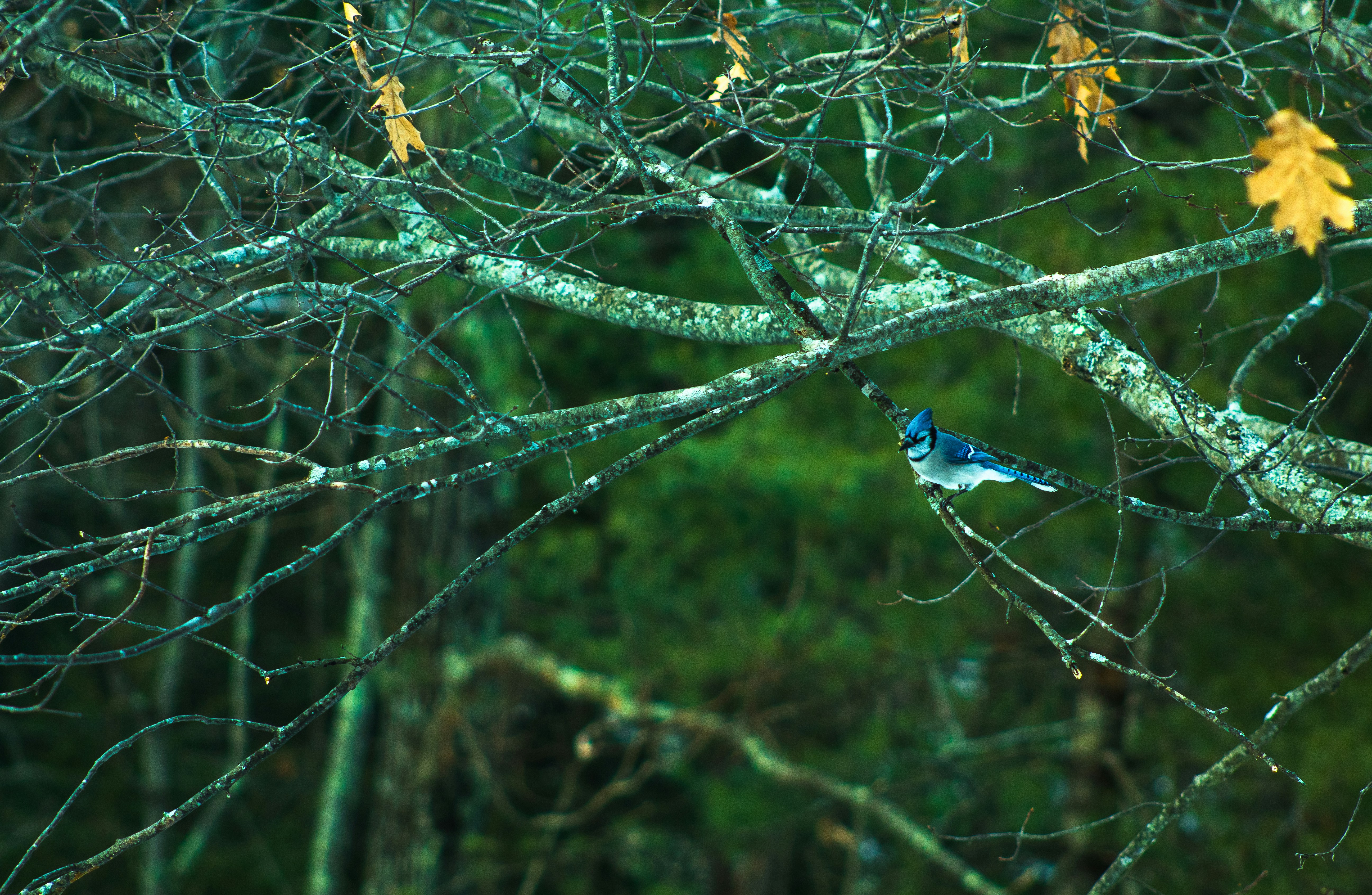 Blue jay perched on a branch surrounded by a web of twigs and autumn leaves. The background features a blurred forest setting.